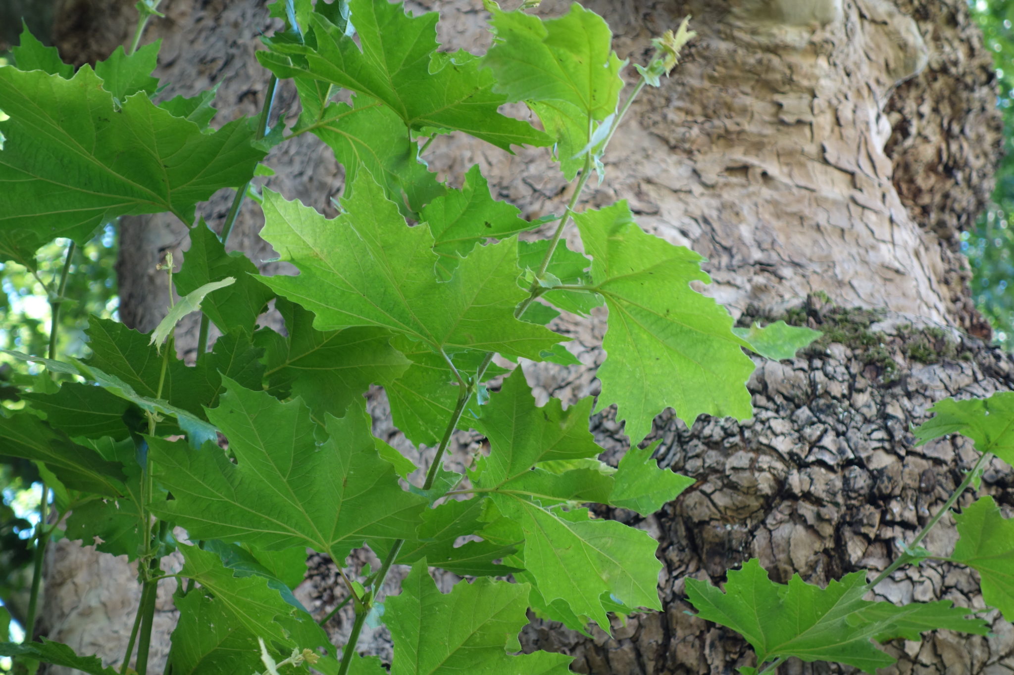 Ma Botanique: Platane hybride