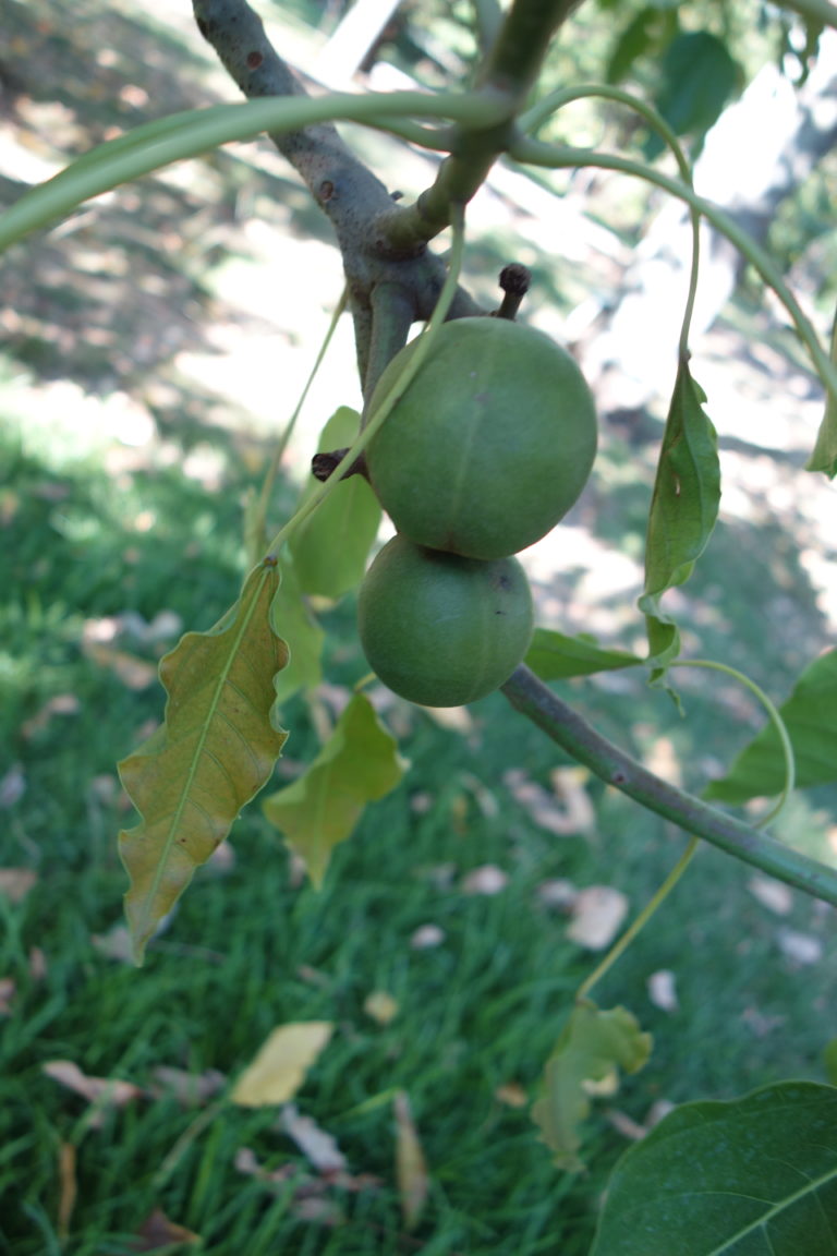 Noyer des Molunes, Noyer de Bancoule, Bancoulier | Ma Botanique