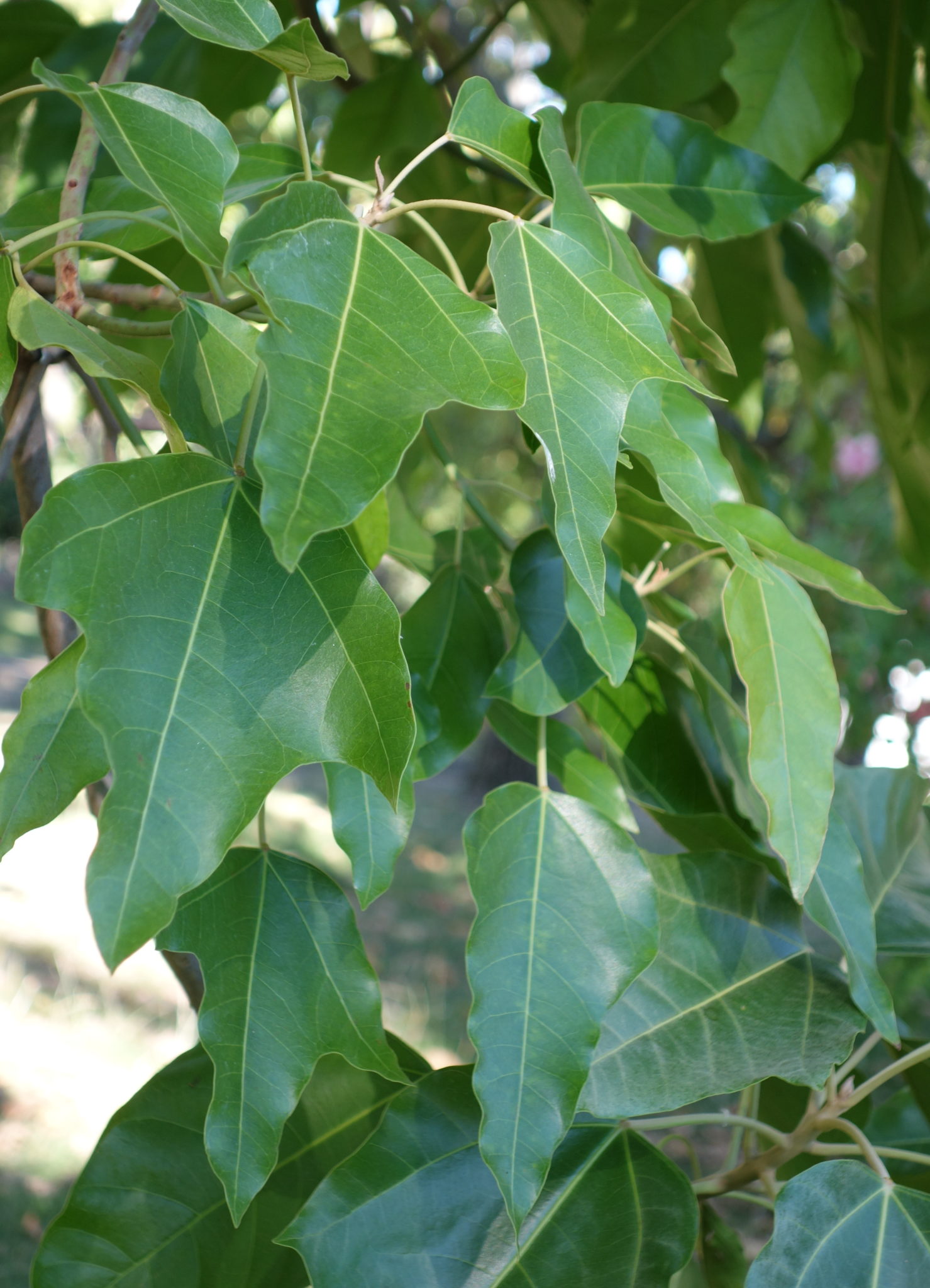 Noyer des Molunes, Noyer de Bancoule, Bancoulier | Ma Botanique