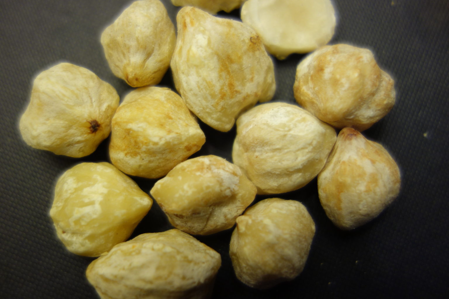 Noyer des Molunes, Noyer de Bancoule, Bancoulier | Ma Botanique