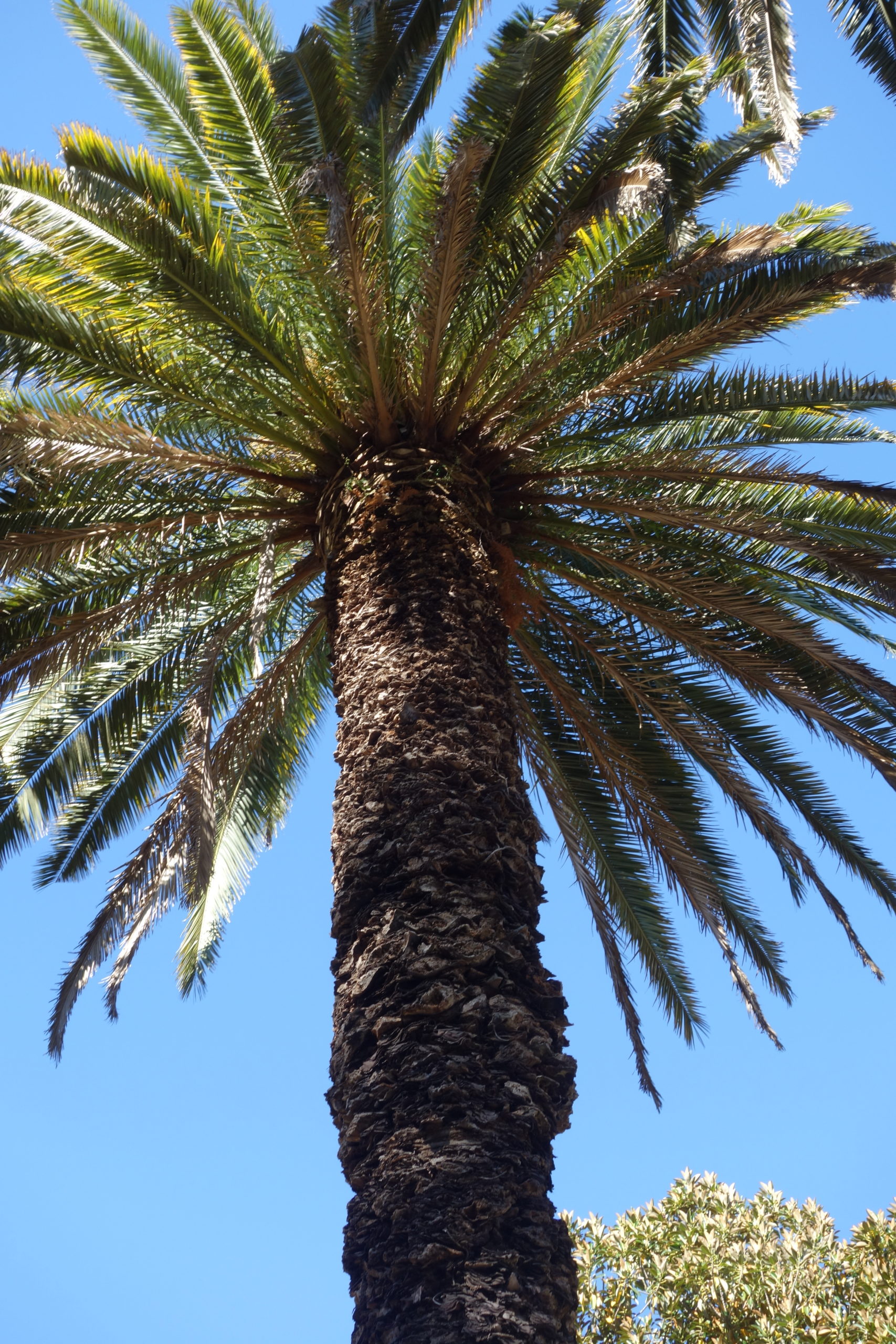 Phoenix des Canaries, Faux dattier, Dattier des Canaries | Ma Botanique