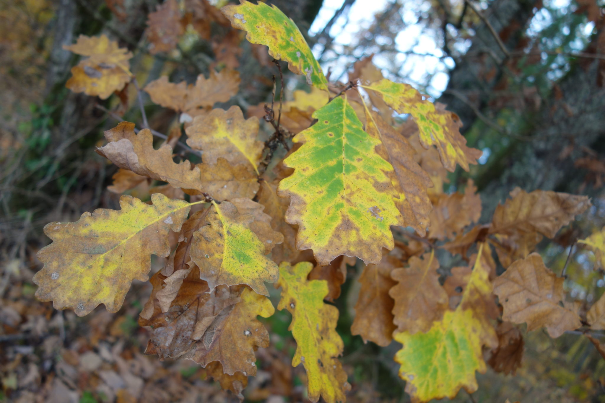 Ma Botanique: Chêne rouvre, Chêne sessile