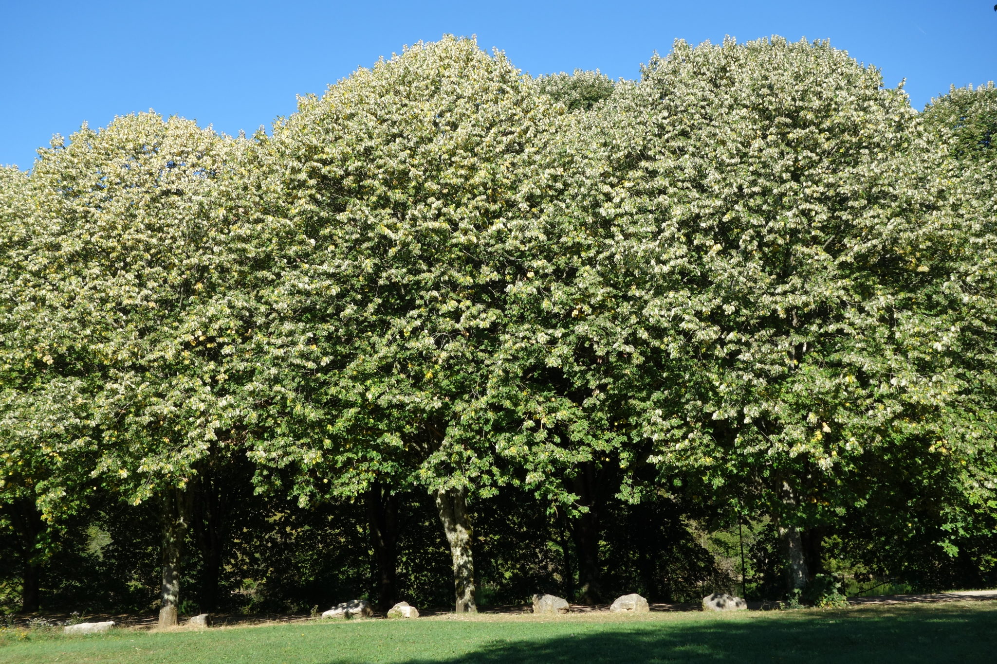 Tilleul argenté, Tilleul de Hongrie | Ma Botanique
