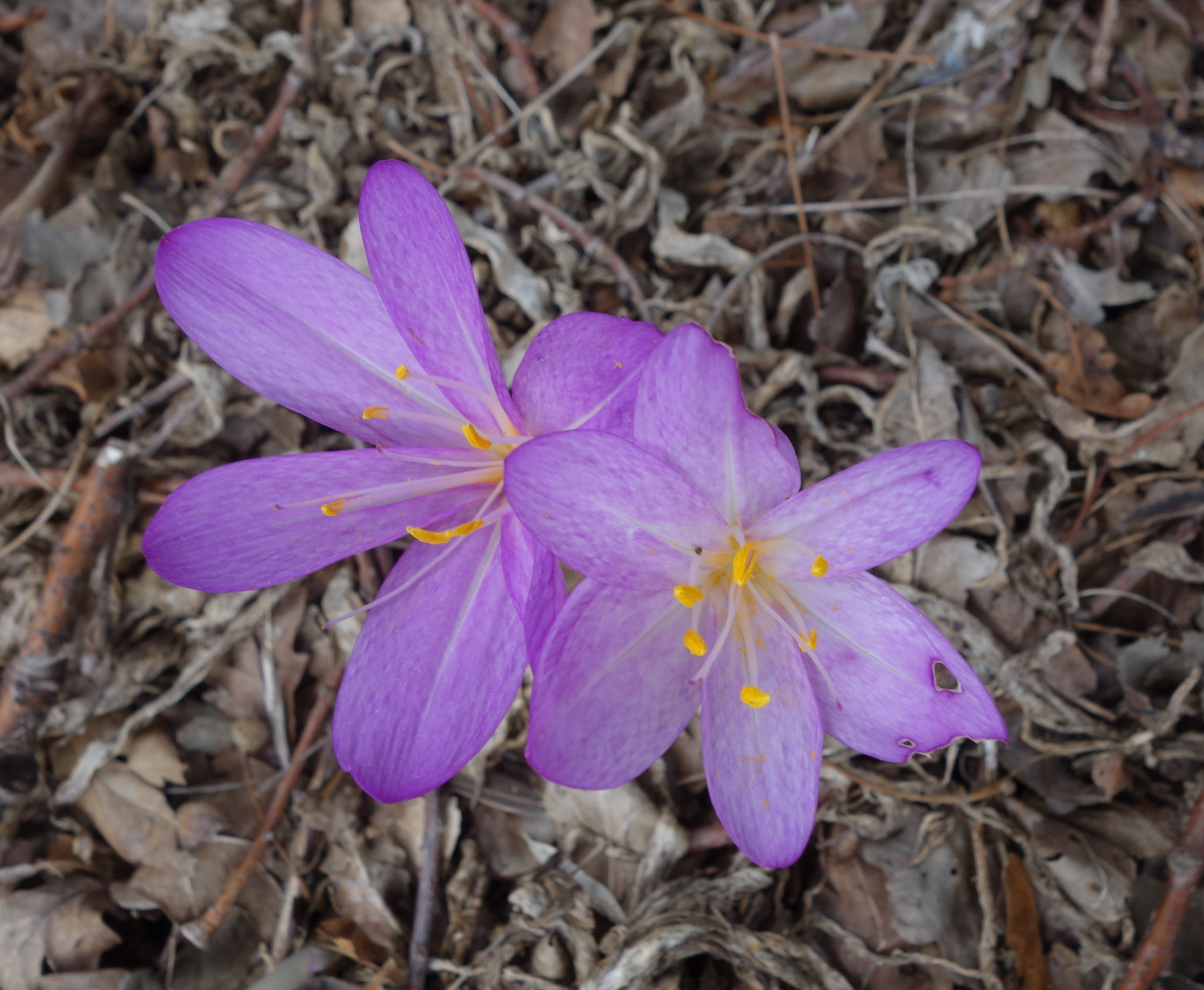 Ma Botanique: Colchique de Cilicie
