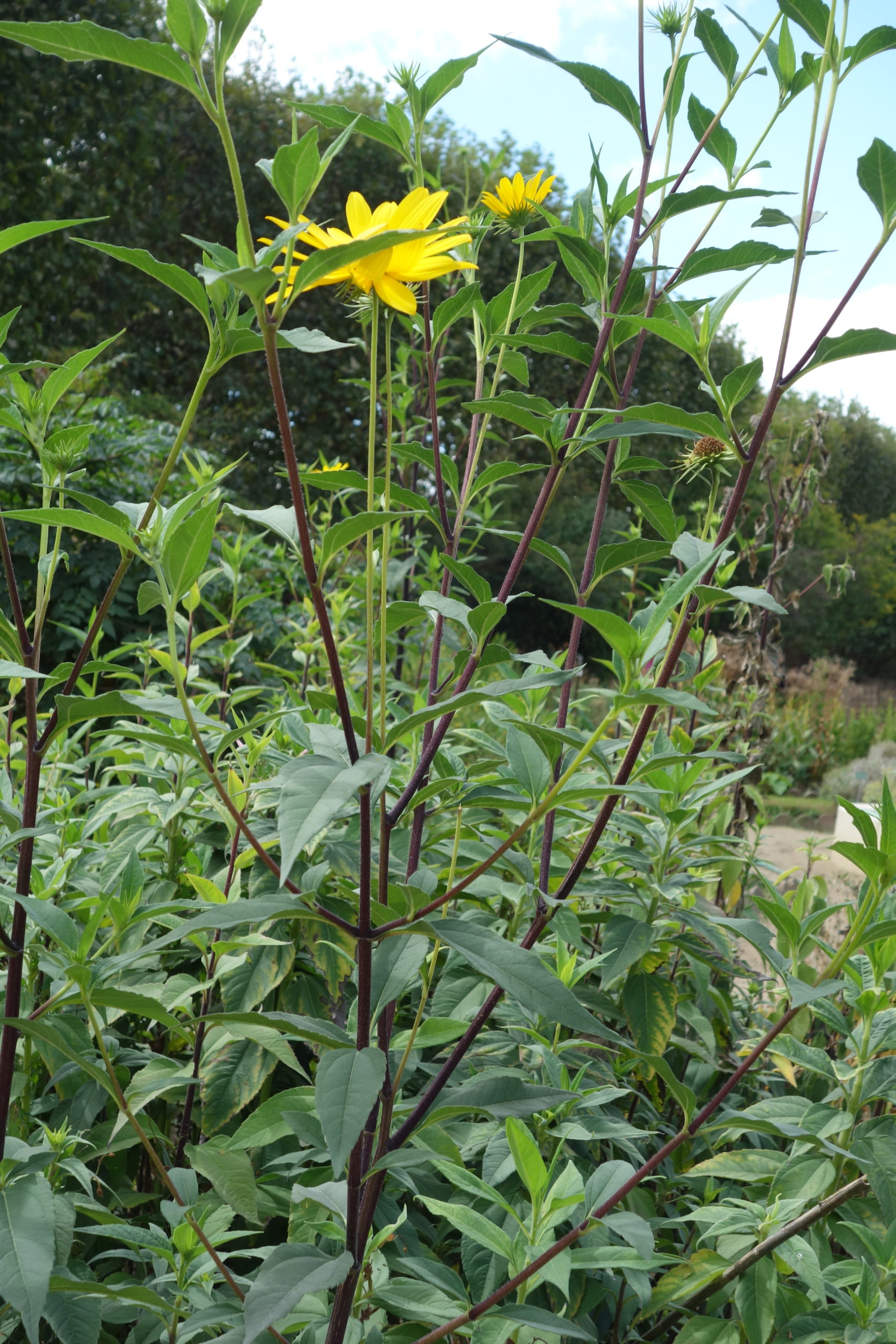 Ma Botanique: Hélianthis scrofuleux, Salsifis d’Amérique