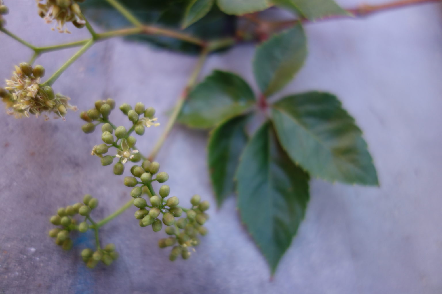 Vigne-vierge commune, Fausse liane de Virginie, Liane de fourré – Ma ...