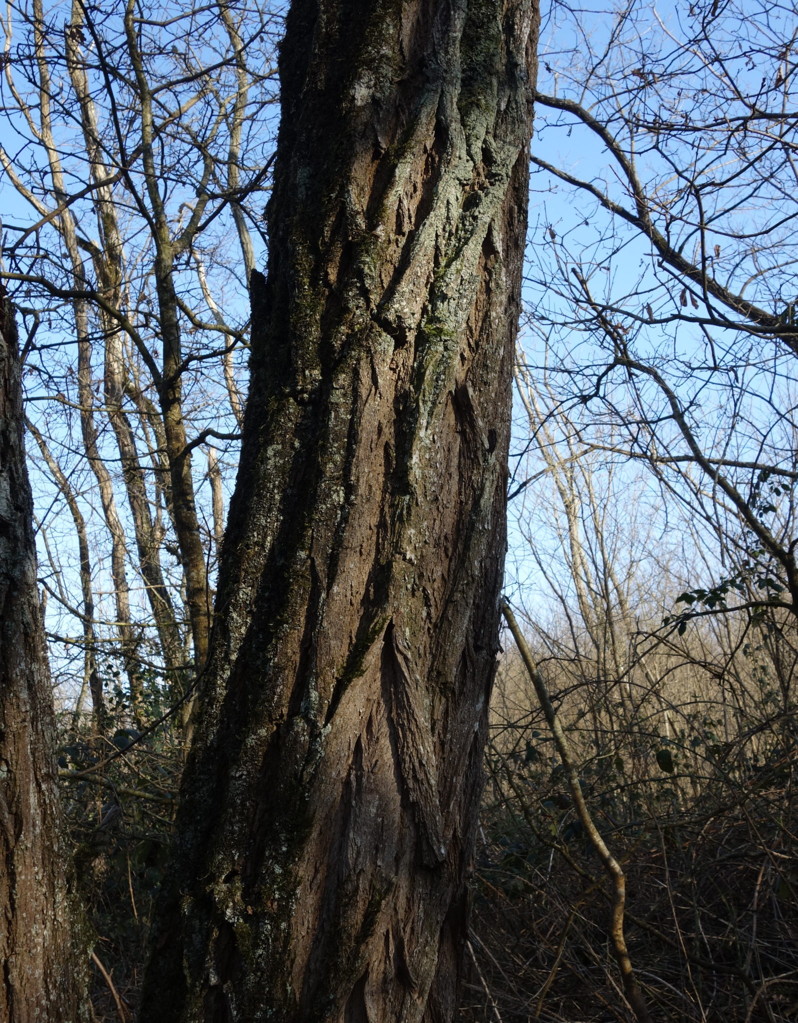 Ma Botanique: Robinier faux-acacia, Acacia blanc, Carouge