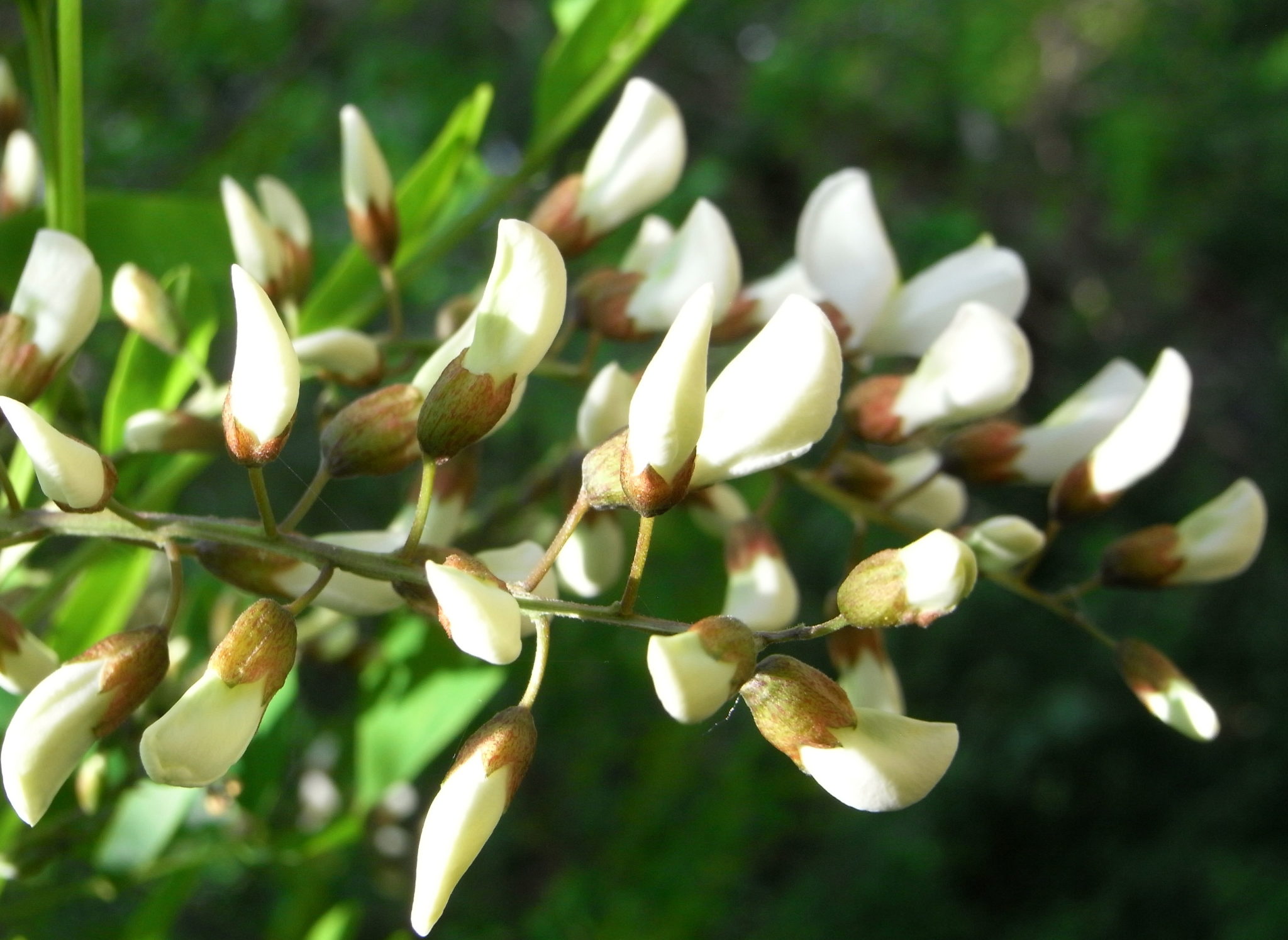Robinier faux-acacia, Acacia blanc, Carouge | Ma Botanique