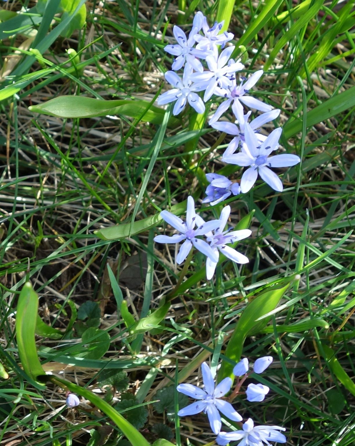 Ma Botanique: Scille à deux feuilles, Etoile bleue