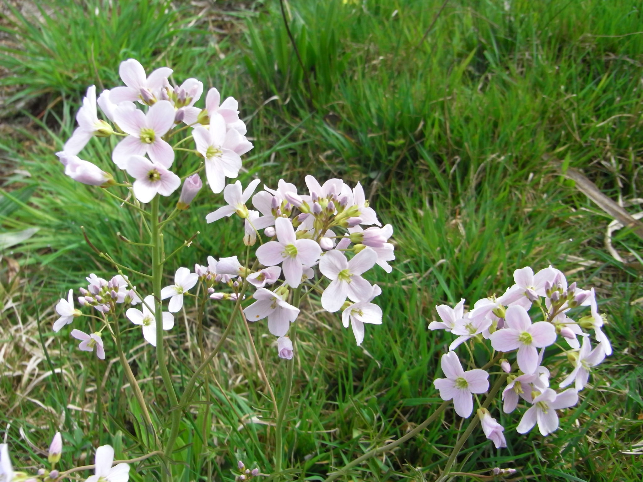 Cardamine des prés, Cressonnette, Faux cresson – Ma Botanique