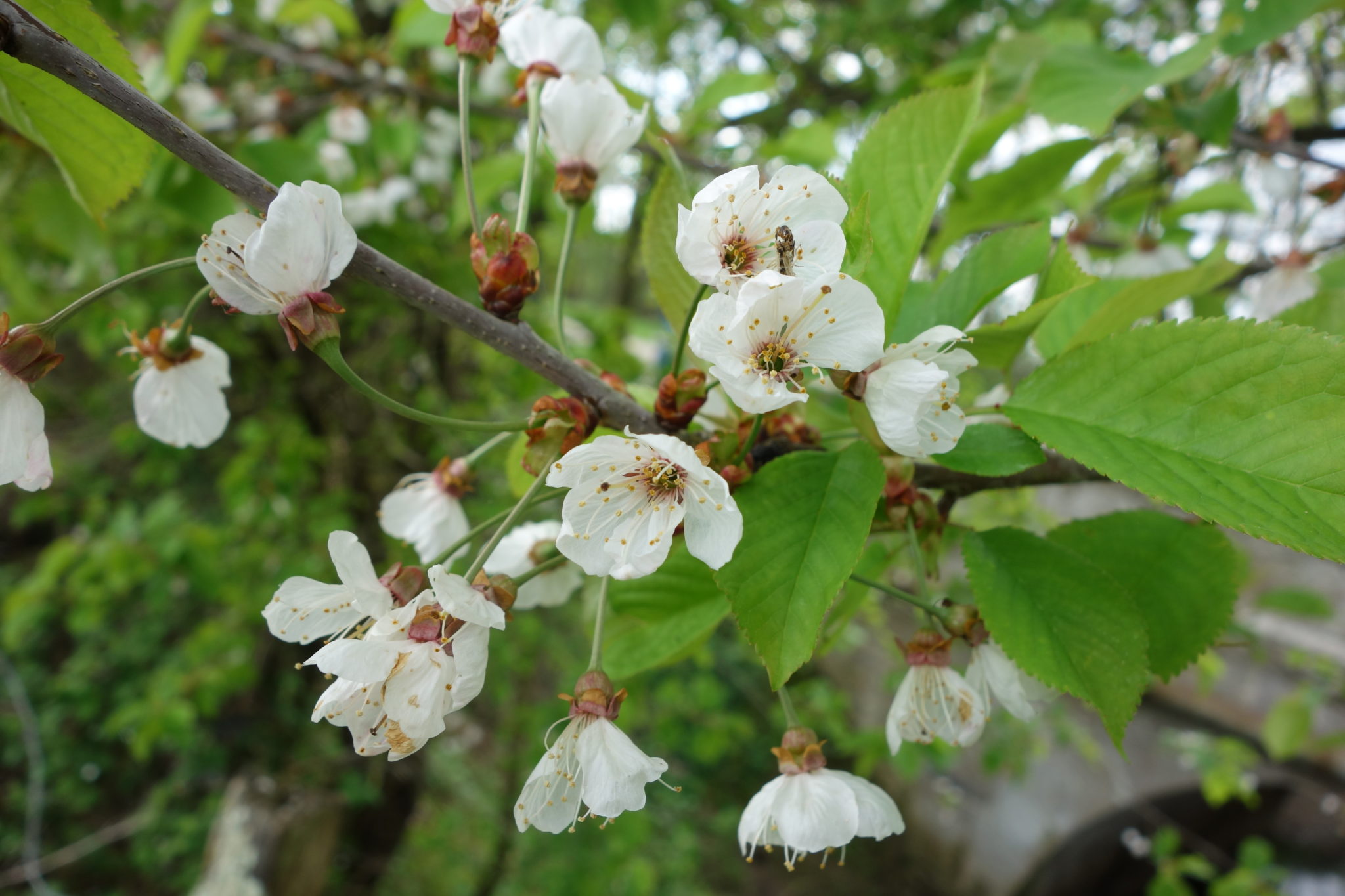 Merisier, Cerisier sauvage – Ma Botanique