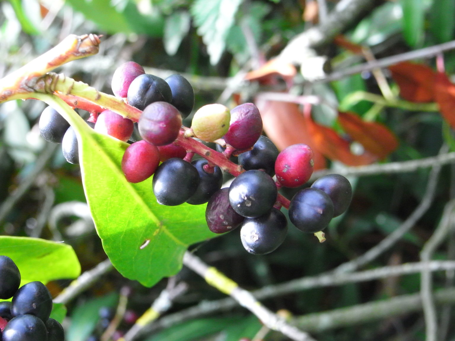 Laurier-cerise, Laurier-amande – Ma Botanique