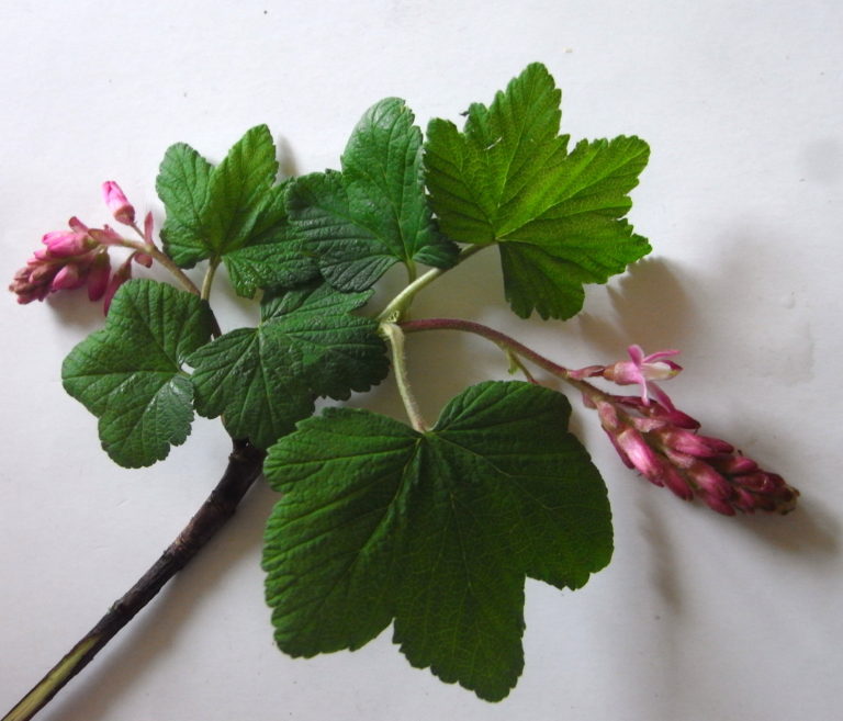 Ma Botanique: Groseillier sanguin, Groseillier à fleurs, Faux-cassis