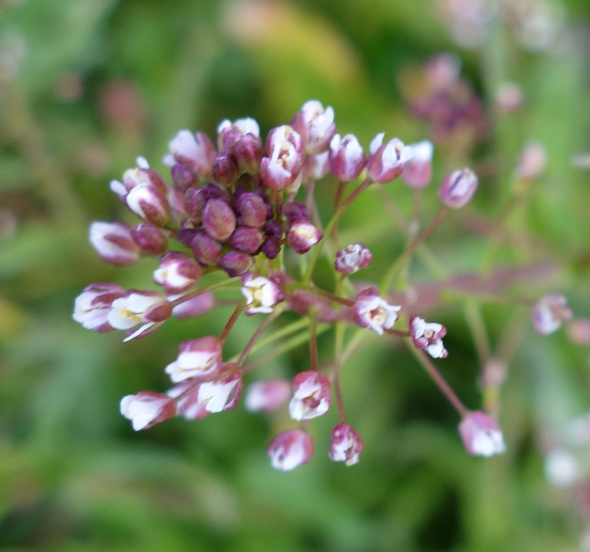 Ma Botanique: Capselle rougeâtre, Bourse-à- pasteur rougeâtre