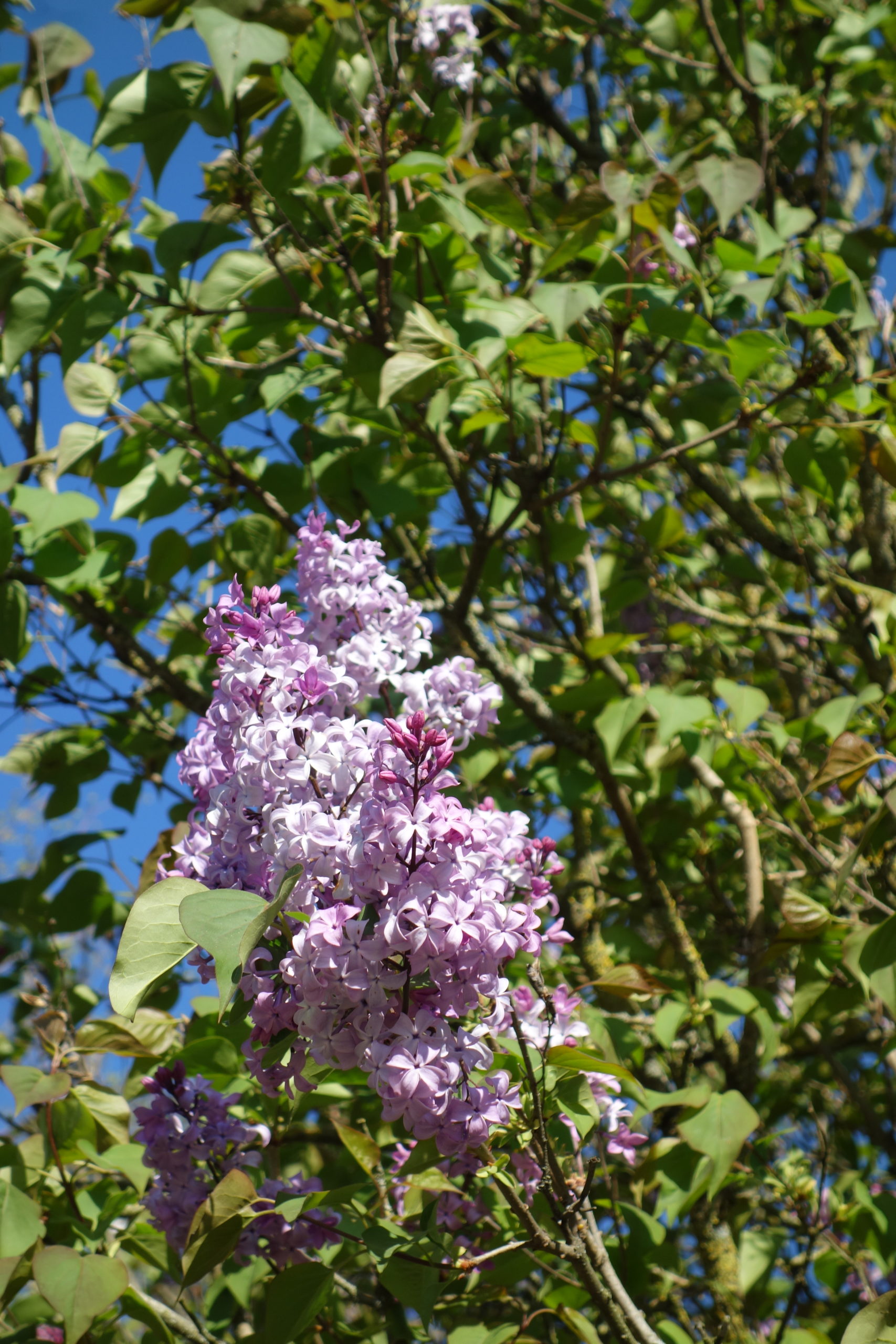 Lilas commun – Ma Botanique
