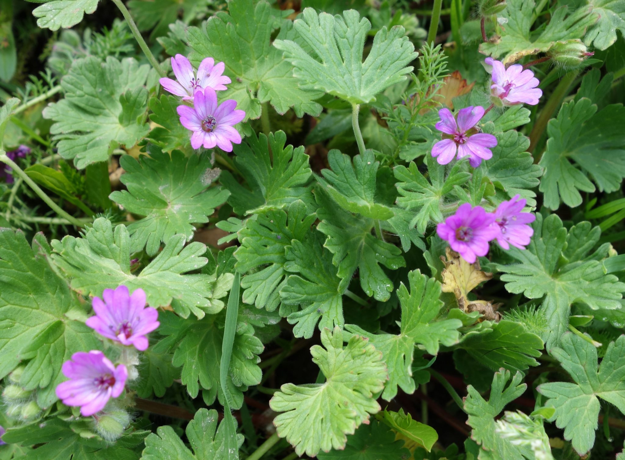 Ma Botanique: Géranium mou