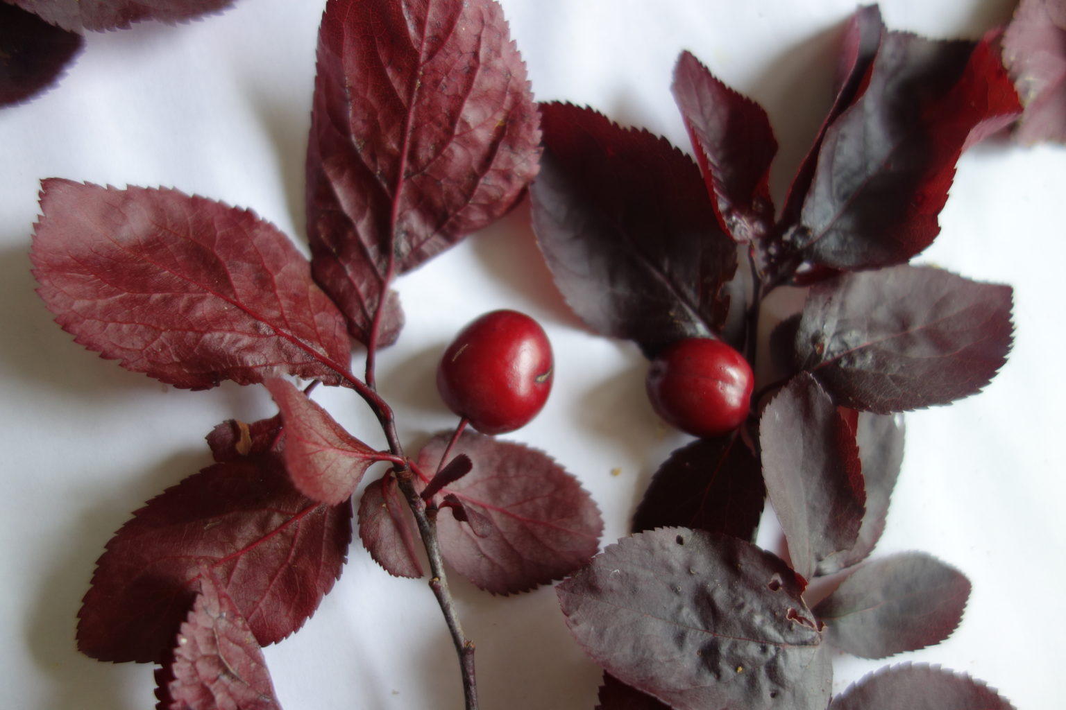 Cerisier à fleurs ‘Pissardii’, Prunus de Pissard, Myrobolan à feuillage ...