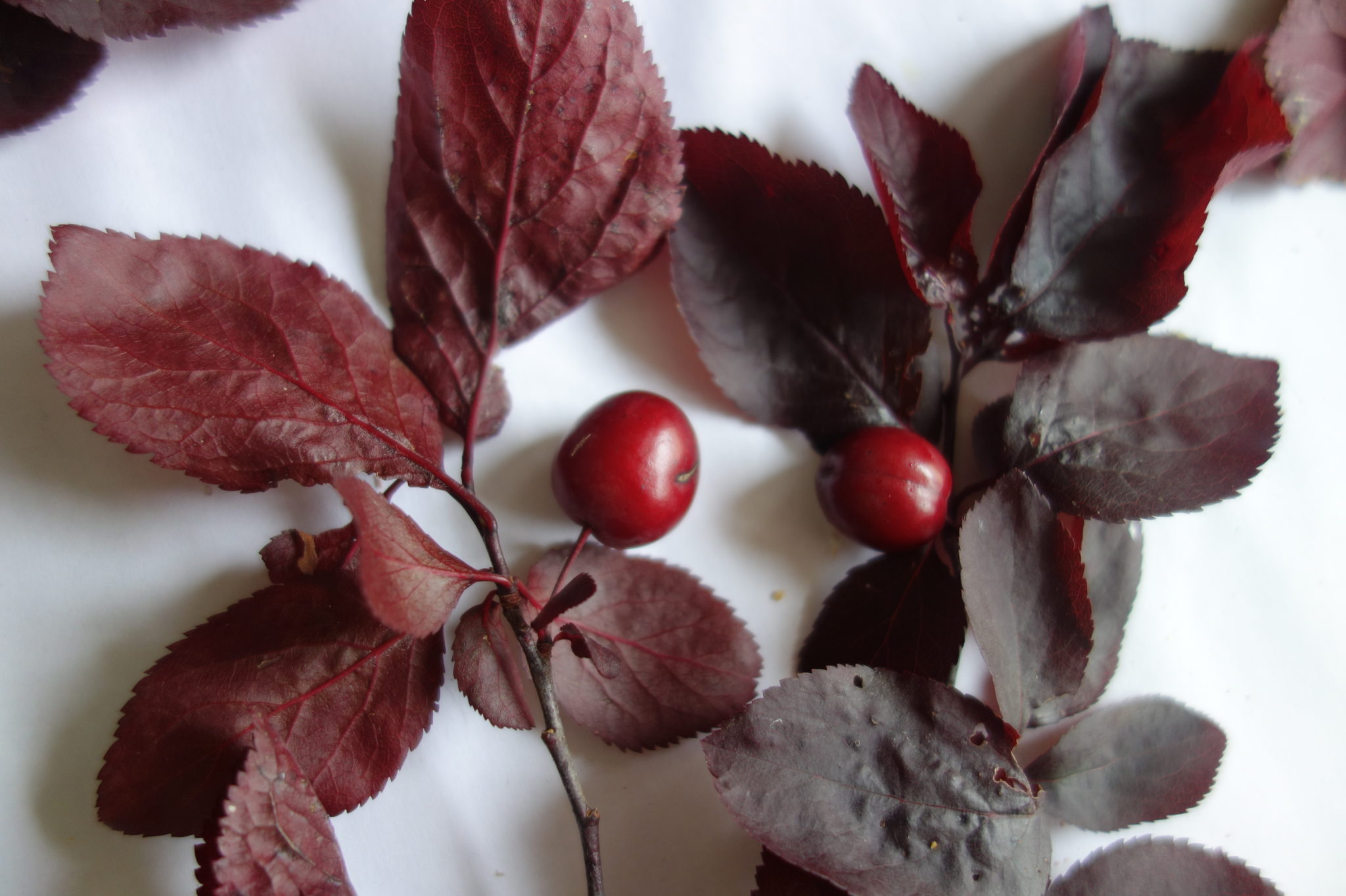 Cerisier à fleurs ‘Pissardii’, Prunus de Pissard, Myrobolan à feuillage ...