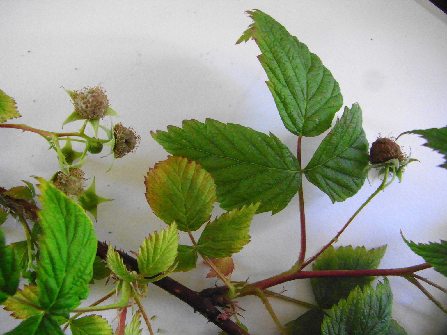 Ma Botanique: Framboisier, Ronce framboisier, Ambre, Ronce du Mont Ida