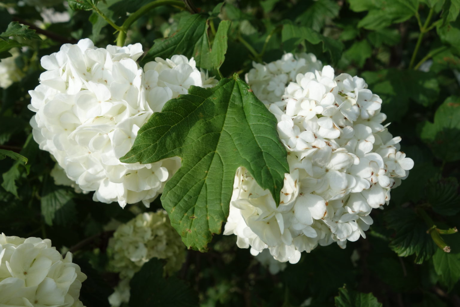 Viorne boule de neige, Rose de Gueldre, Viorne obier horticole | Ma ...