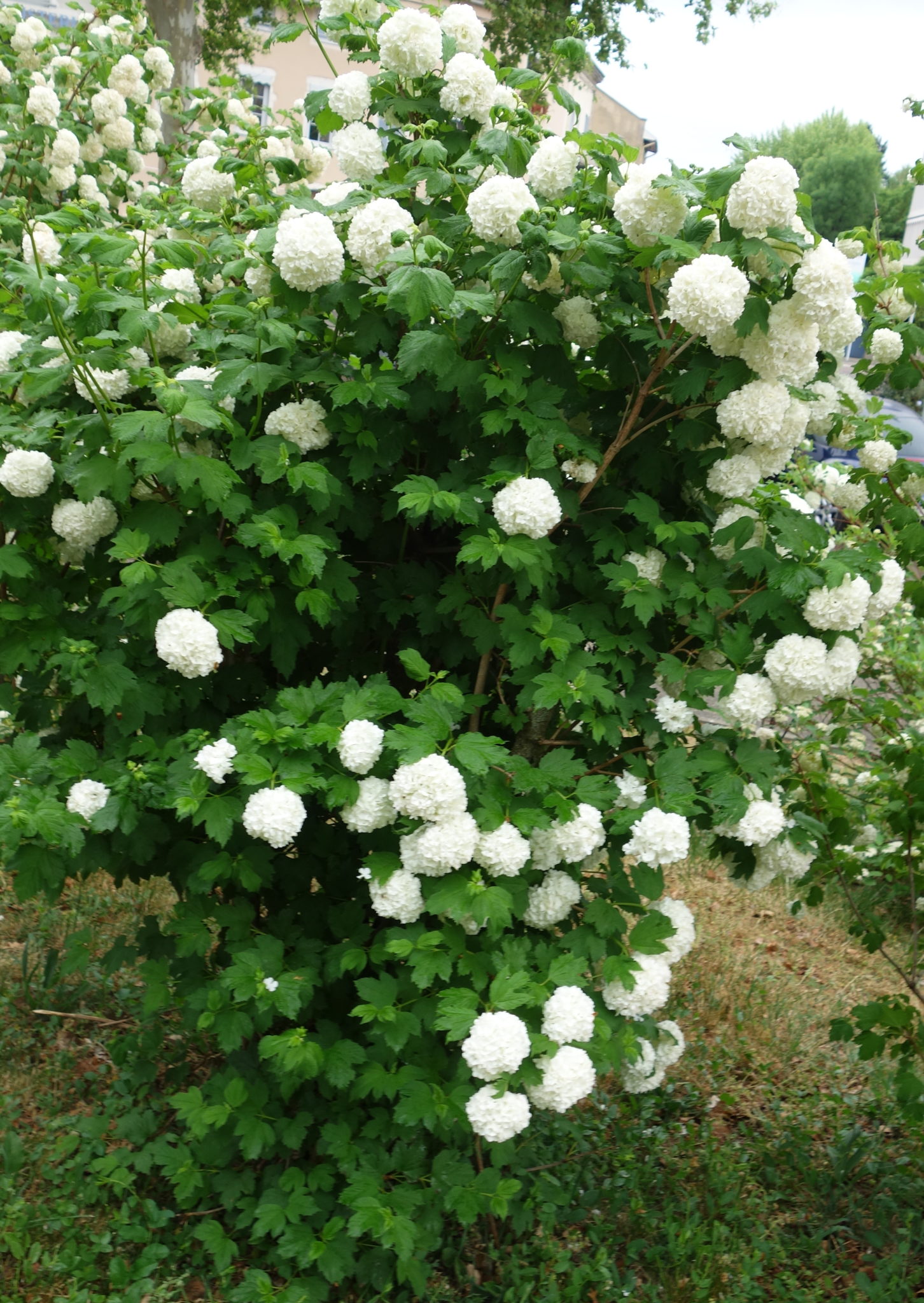 Viorne boule de neige, Rose de Gueldre, Viorne obier horticole | Ma ...