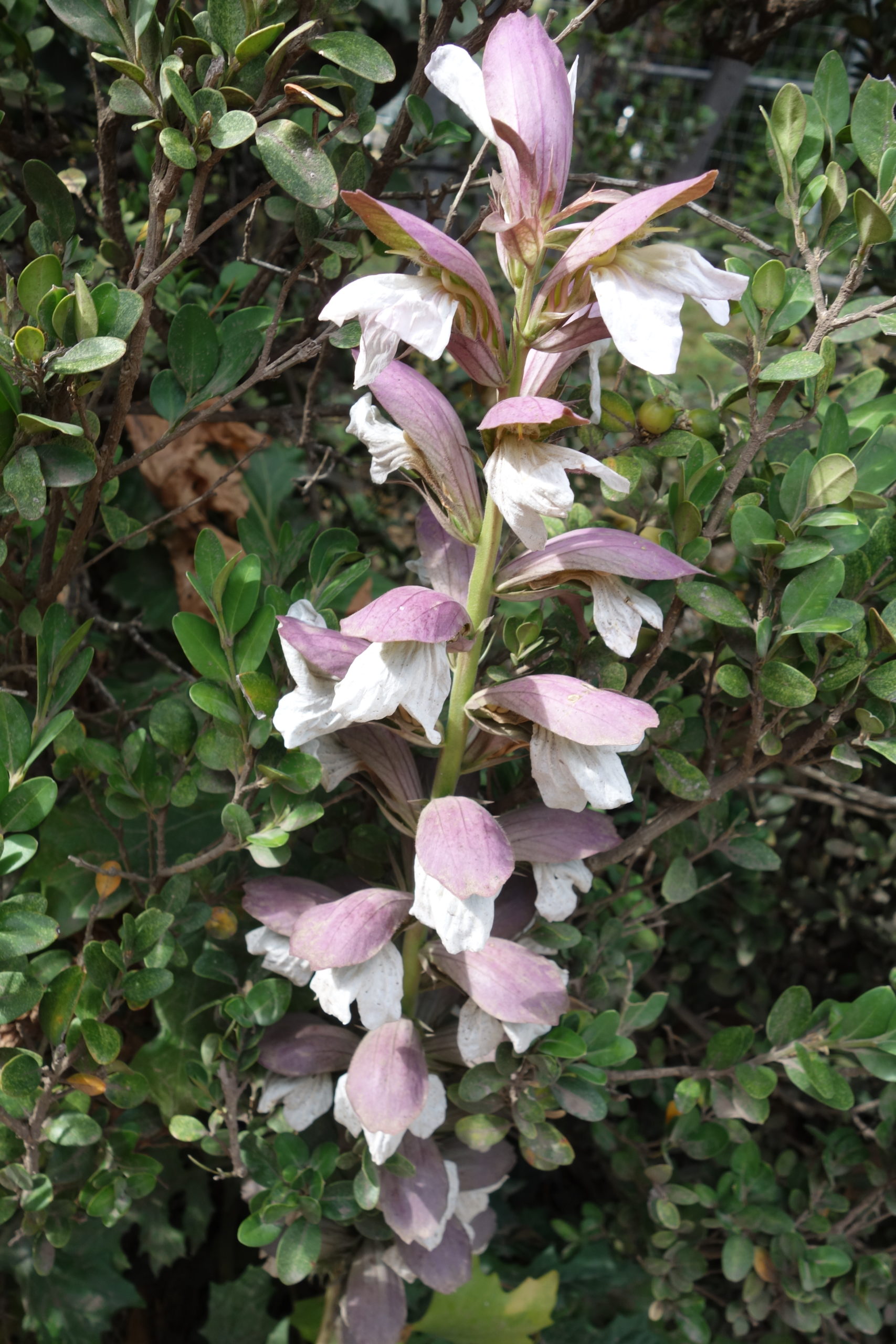 Ma Botanique: Acanthe molle, Branche-ursine