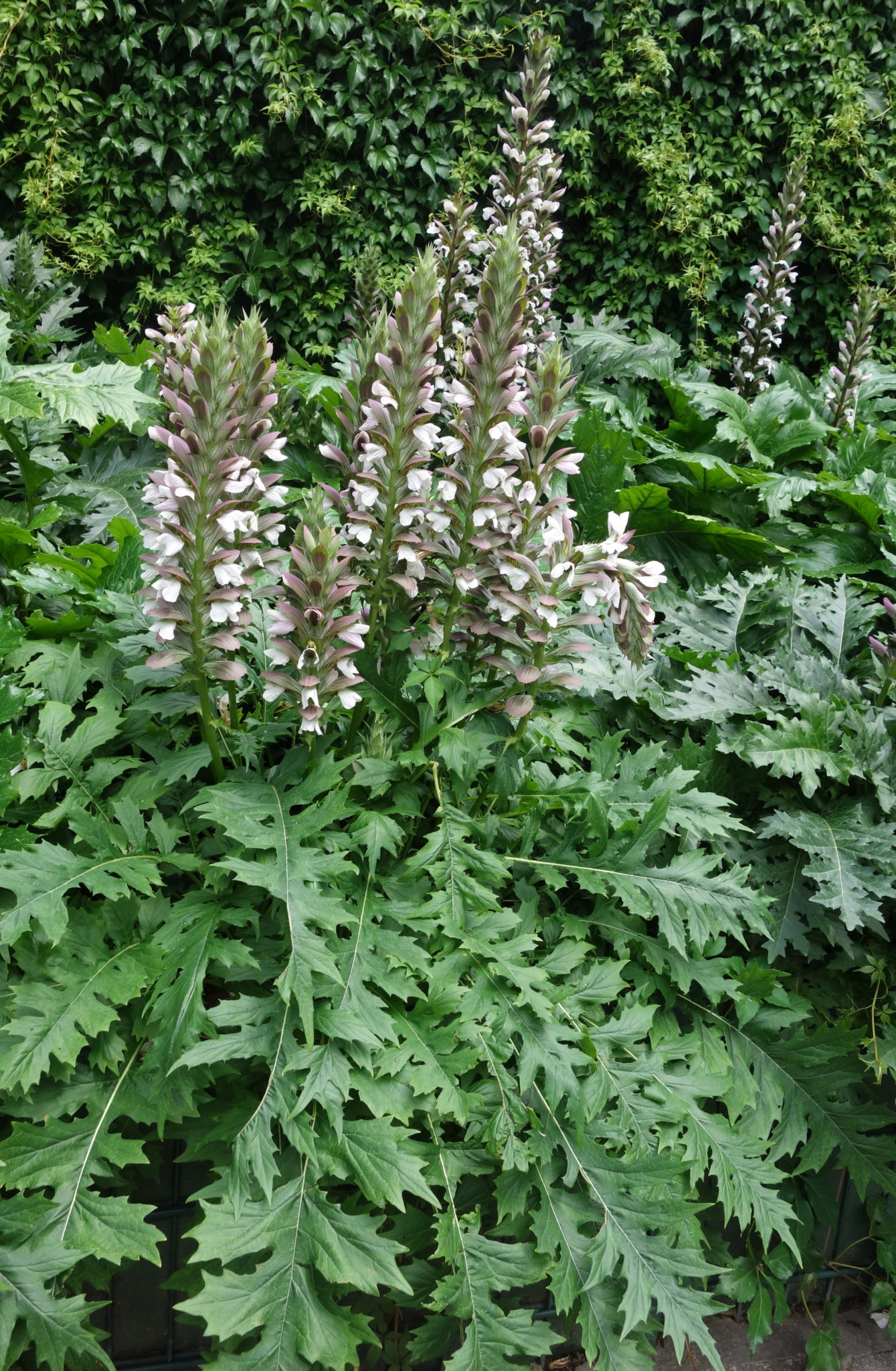 Acanthe molle, Branche-ursine – Ma Botanique