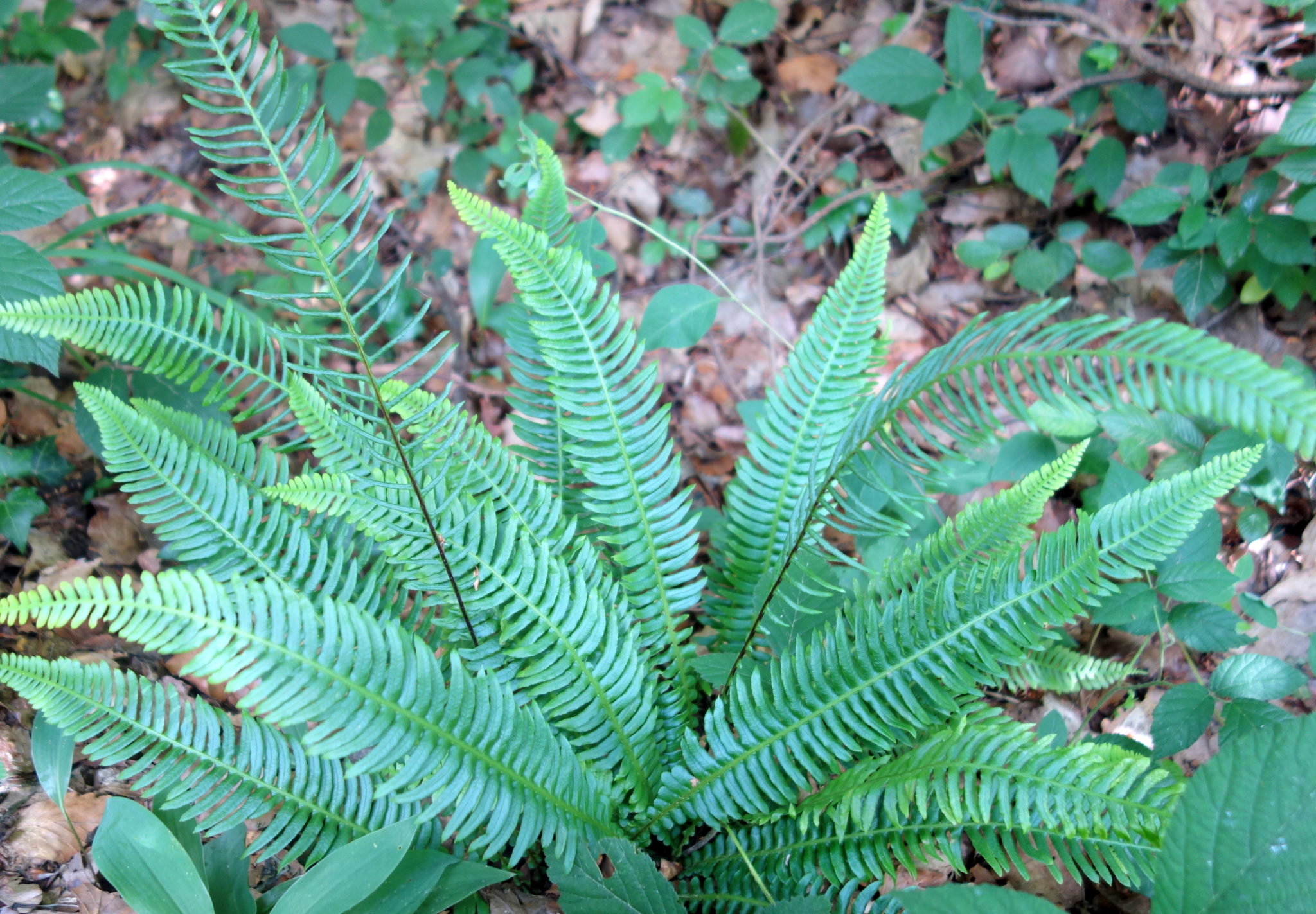 Blechnum en épi, Blechne – Ma Botanique