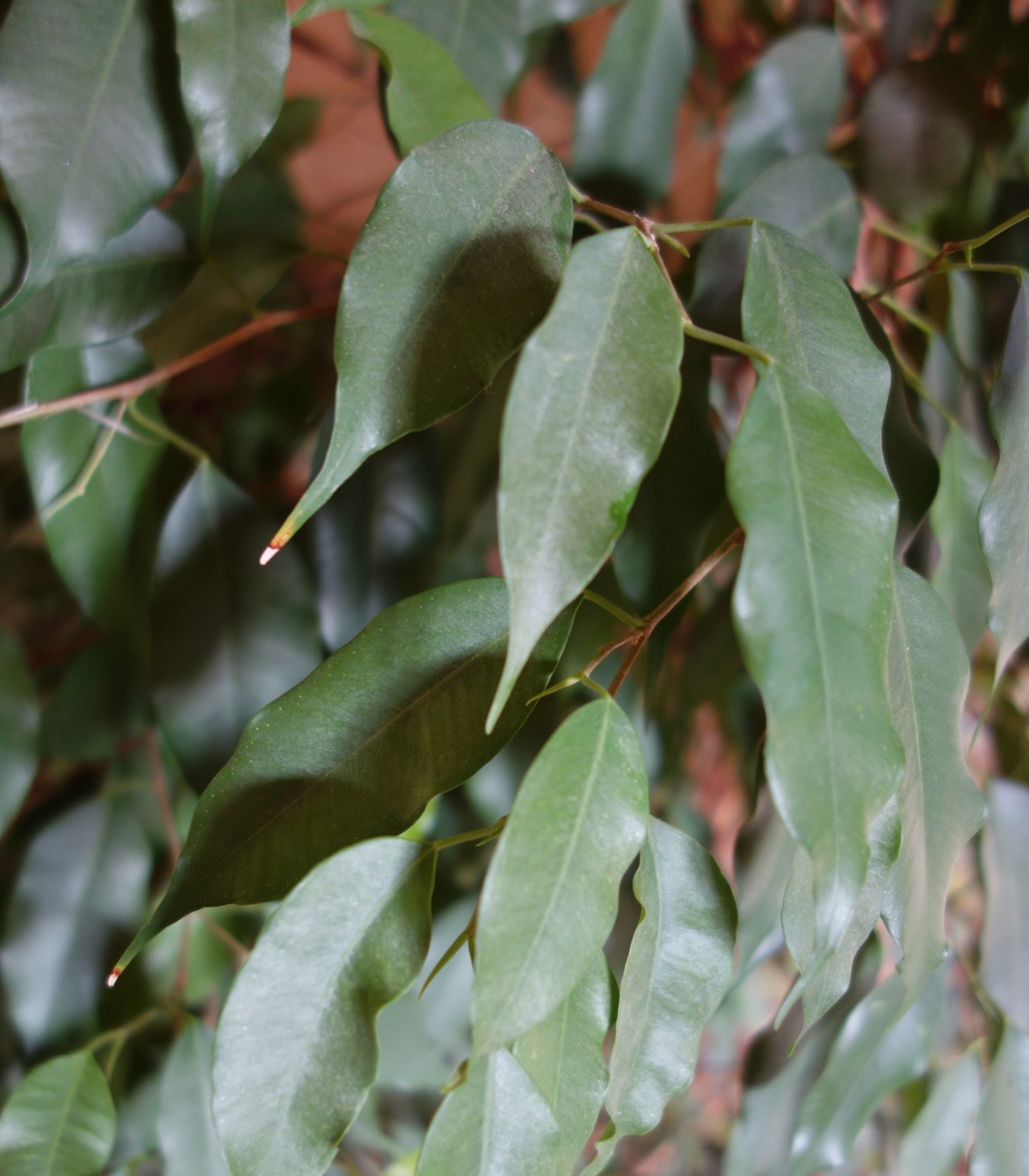 Figuier pleureur, Figuier étrangleur – Ma Botanique