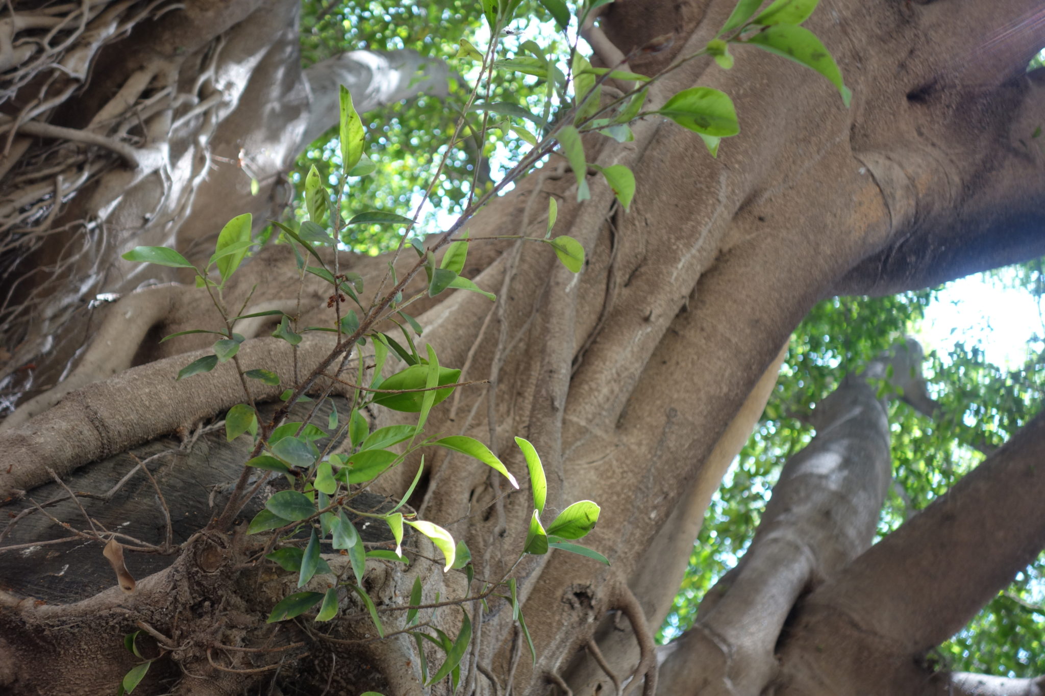 Ma Botanique: Figuier pleureur, Figuier étrangleur