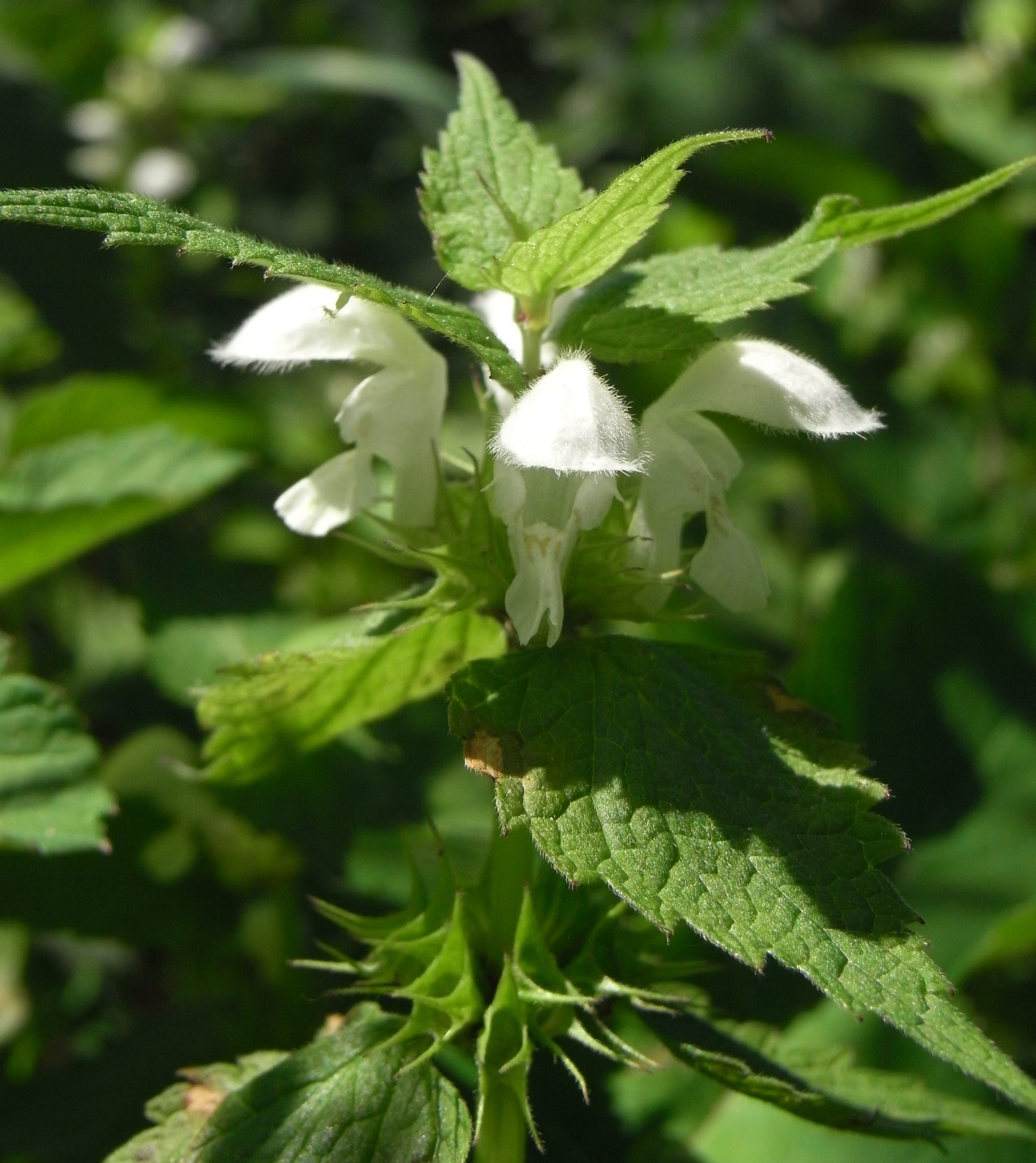 Ma Botanique: Lamier blanc, Ortie blanche, Ortie morte