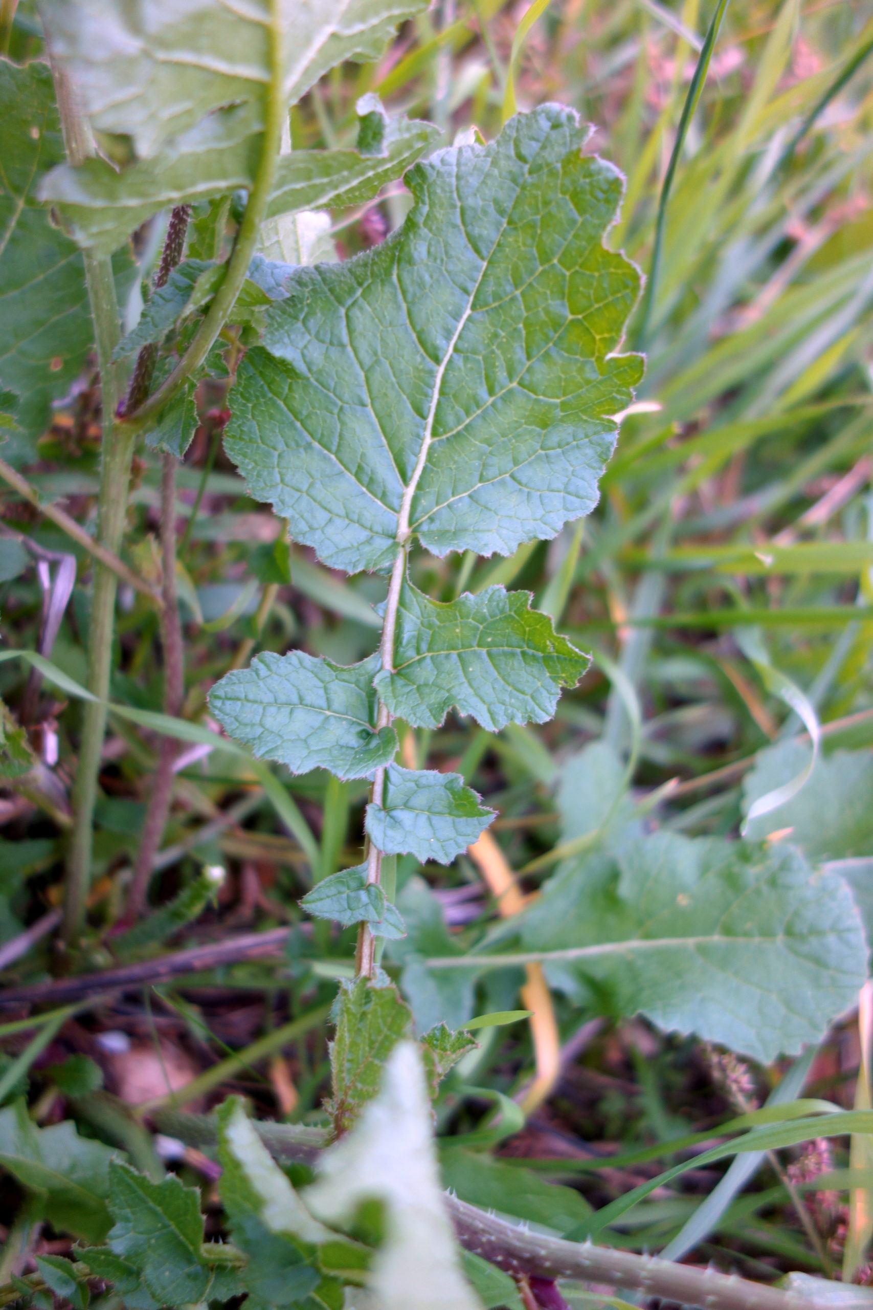 Ma Botanique: Ravenelle, Radis sauvage