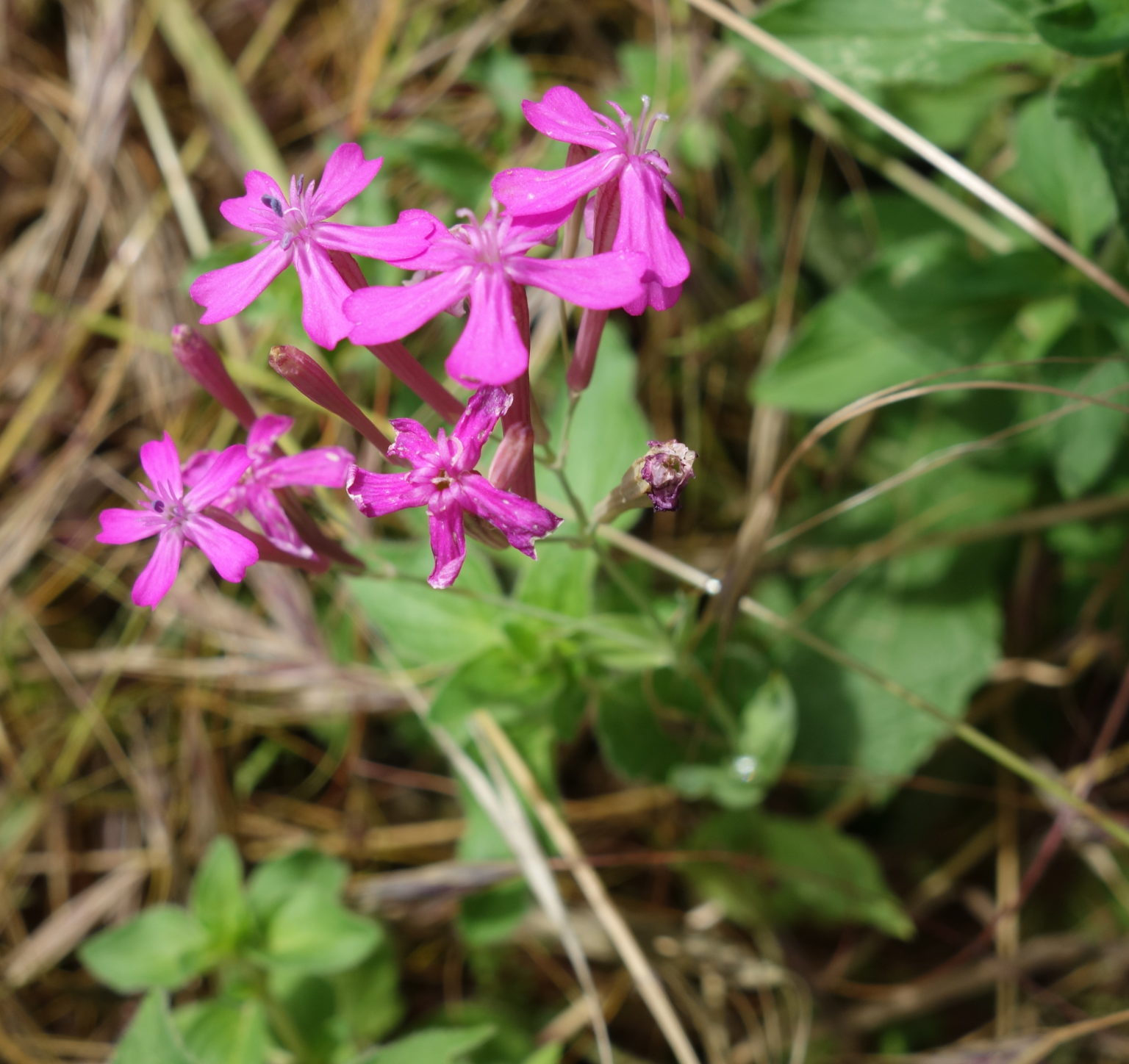 Silène visqueux, Lychnis visqueux, Viscaire commune – Ma Botanique