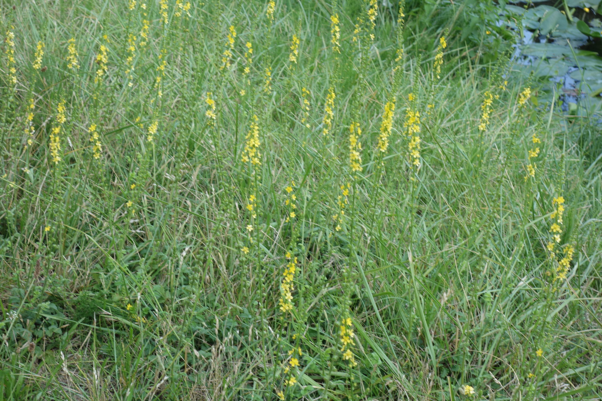 Aigremoine eupatoire, Francormier | Ma Botanique