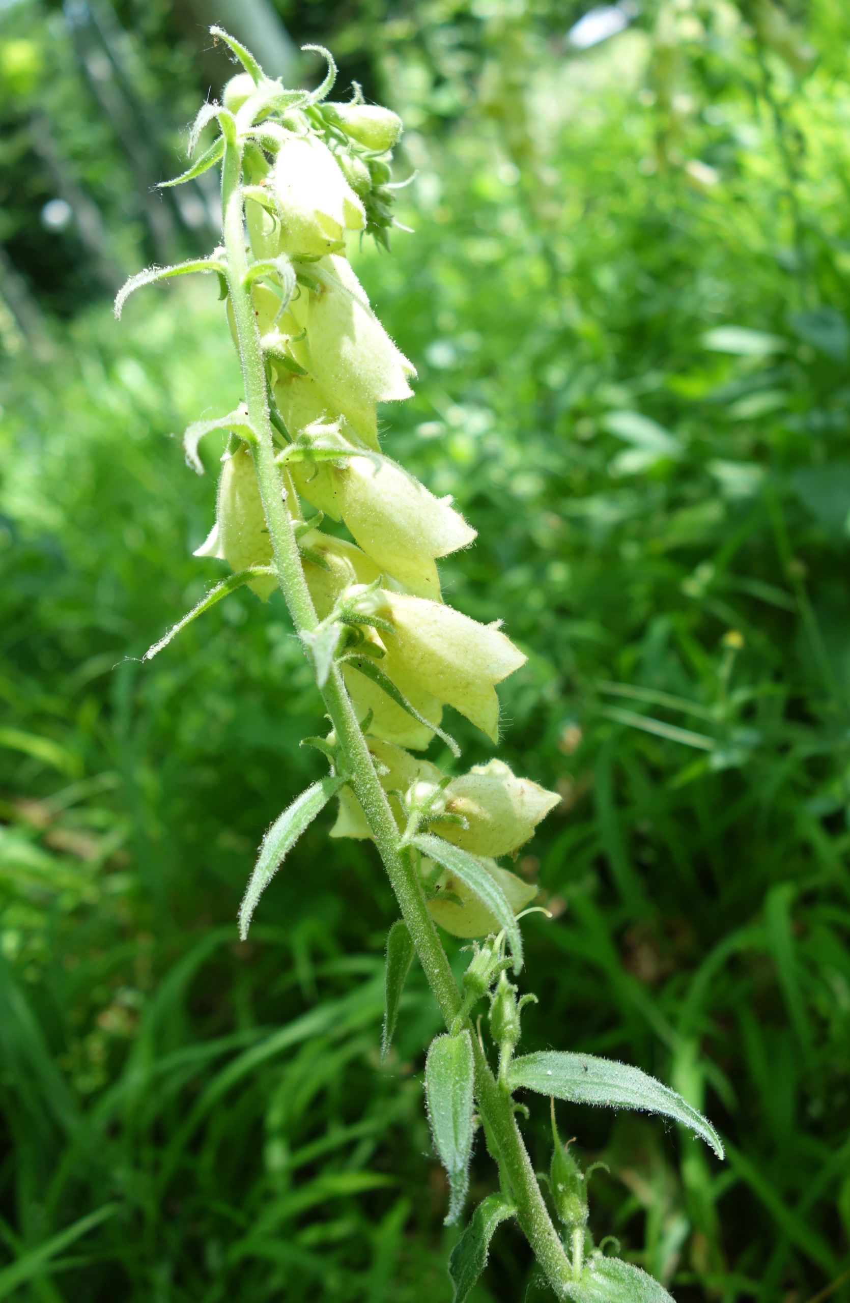 Digitale à grandes fleurs | Ma Botanique