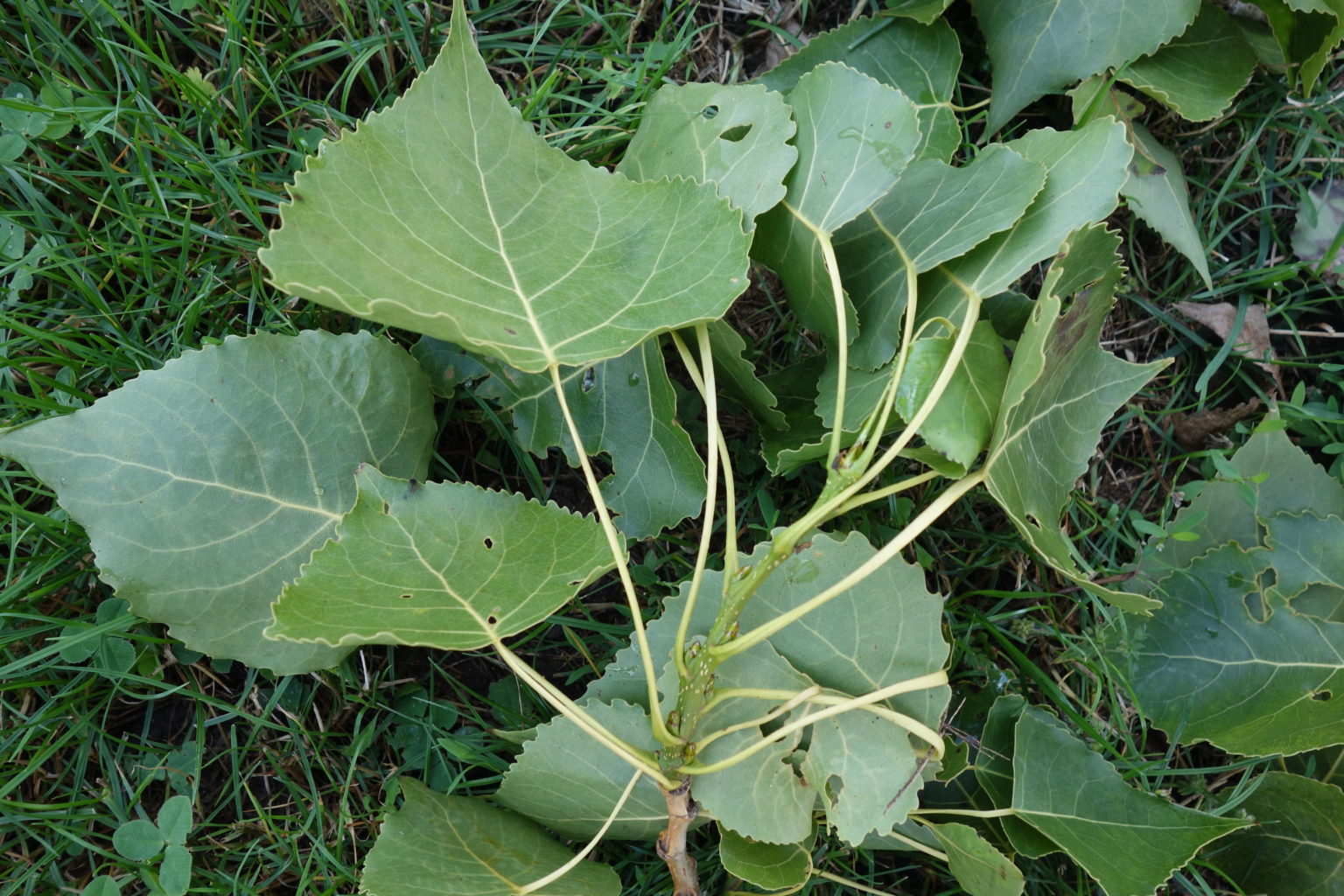 Ma Botanique: Peuplier noir, Le Liard, Peuplier franc