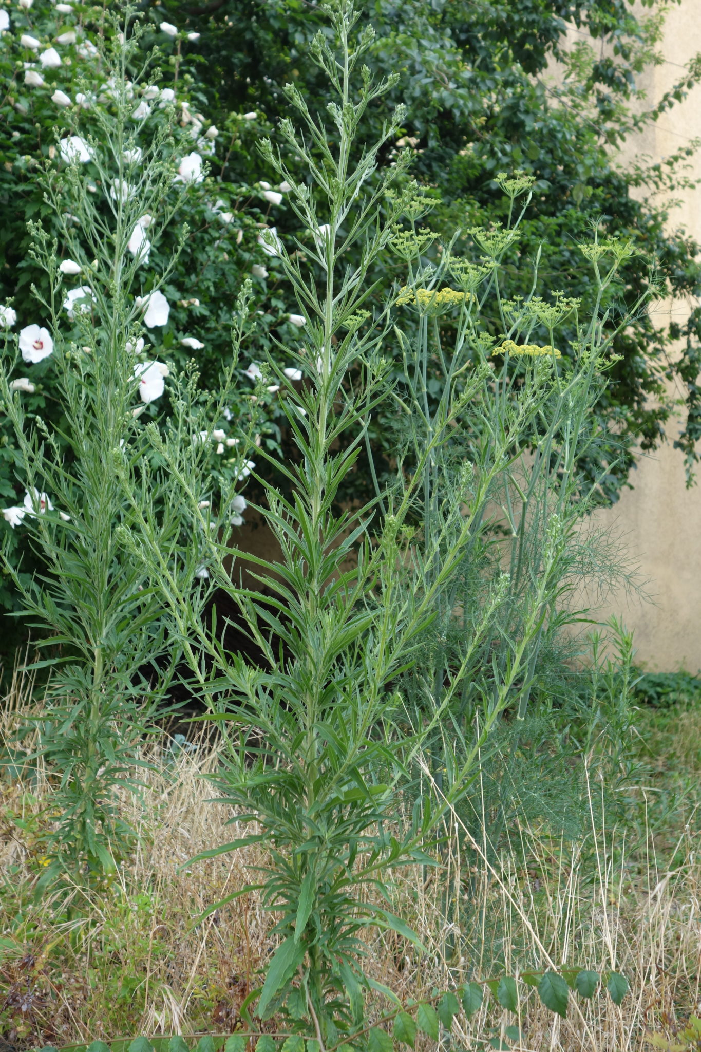 Vergerette de Sumatra, Vergerette de Barcelone, Erigeron blanc | Ma ...