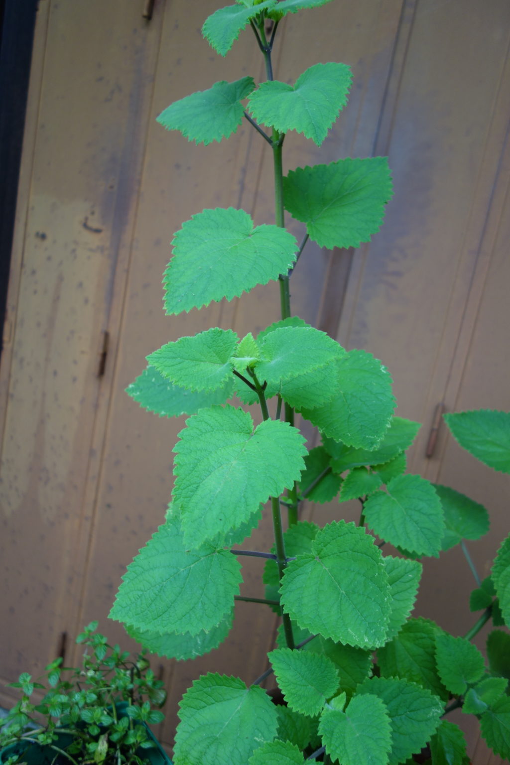Origan cubain, Thym antillais, Thym indien, Bourrache indienne | Ma ...