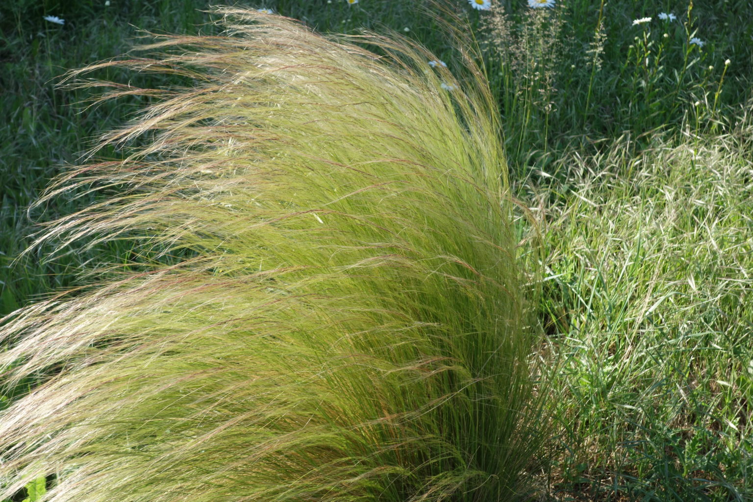 Stipe cheveux d’ange, Herbe à plumes mexicaines, Herbe à aiguilles ...