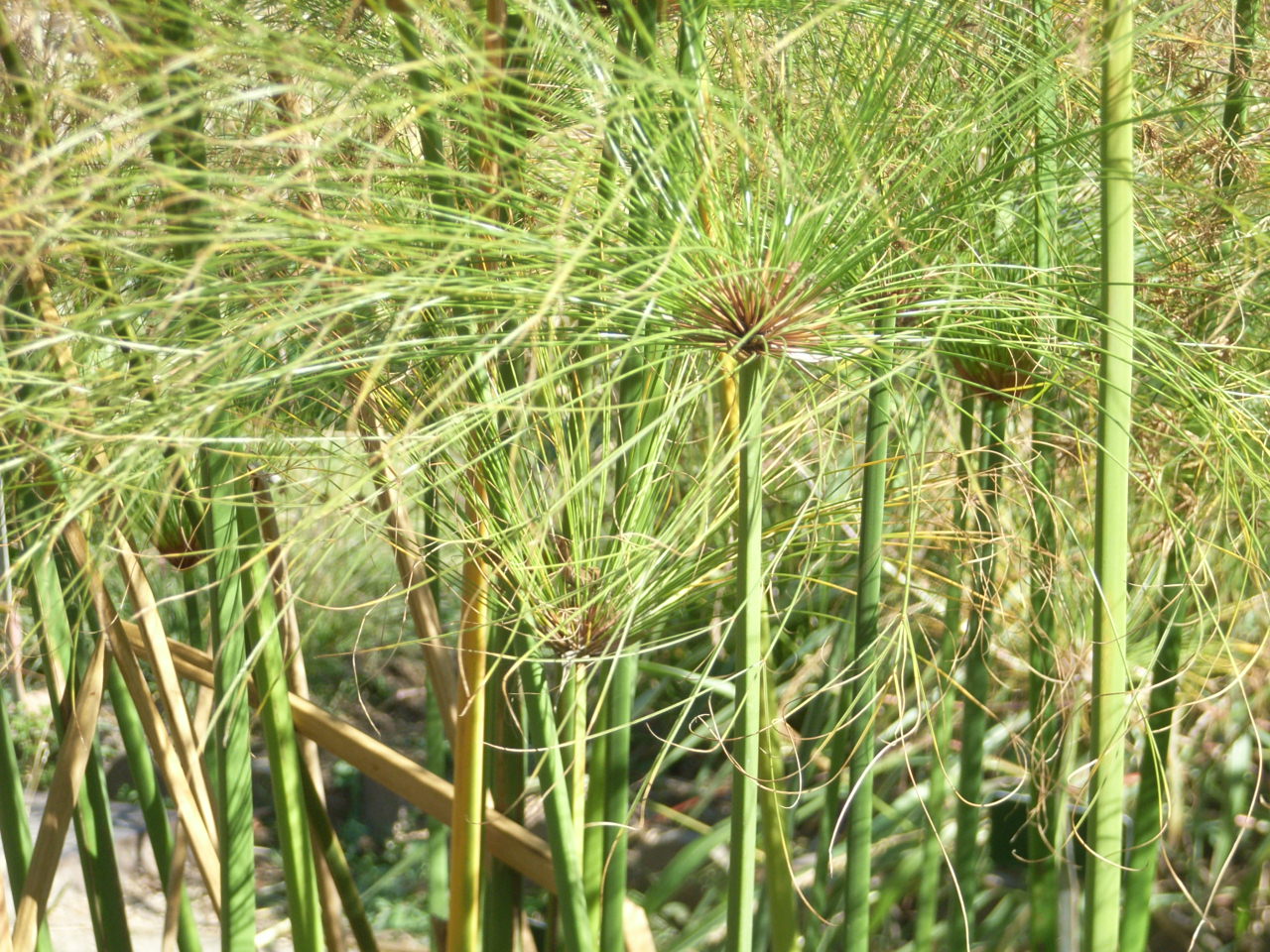 Papyrus, Souchet à papier, Roseau d’Égypte, Plante à papier du Nil | Ma ...