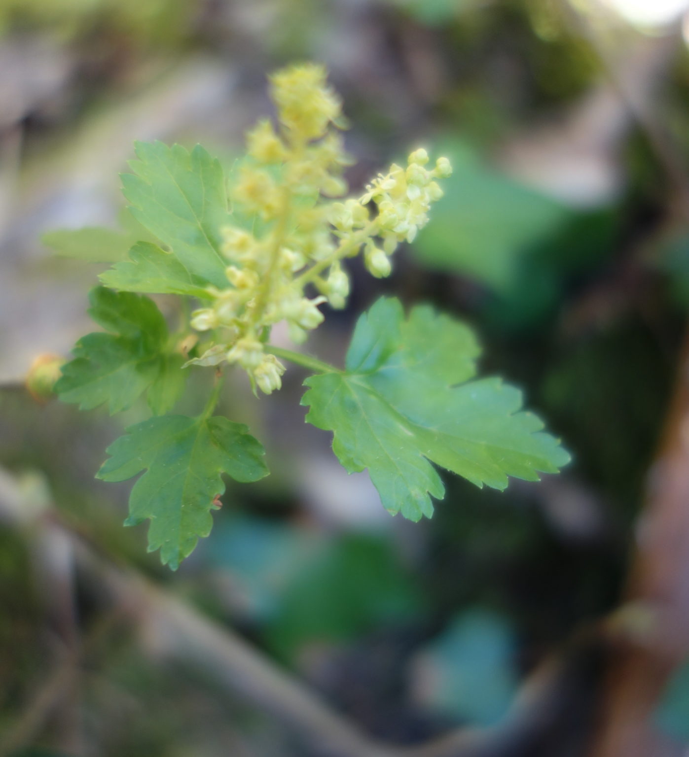 Ma Botanique: Groseillier des Alpes