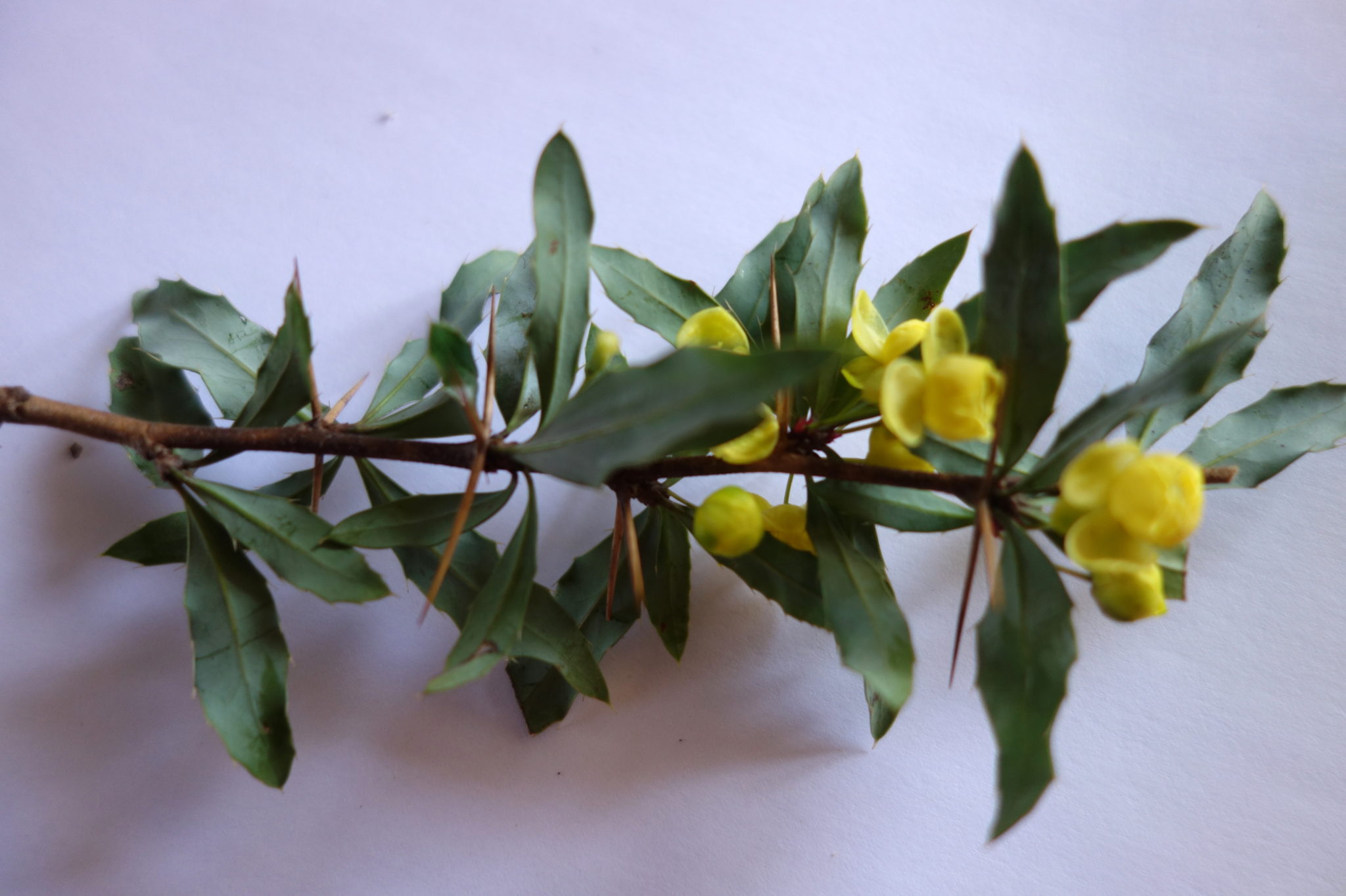 Ma Botanique: Berbéris verruqueux, Epine-vinette verruqueuse, Warty ...