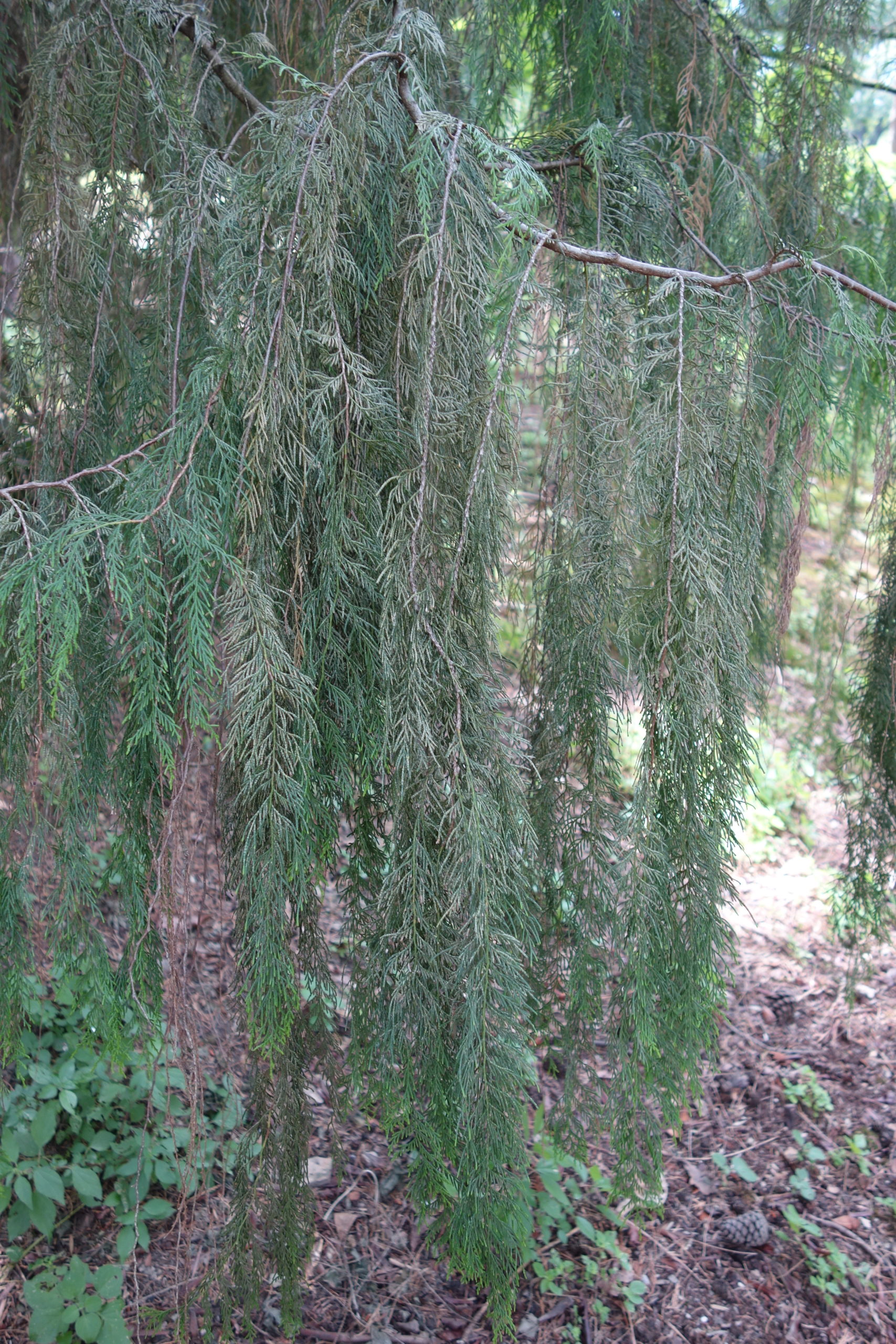 Ma Botanique: Cyprès funéraire, Cyprès pleureur de Chine