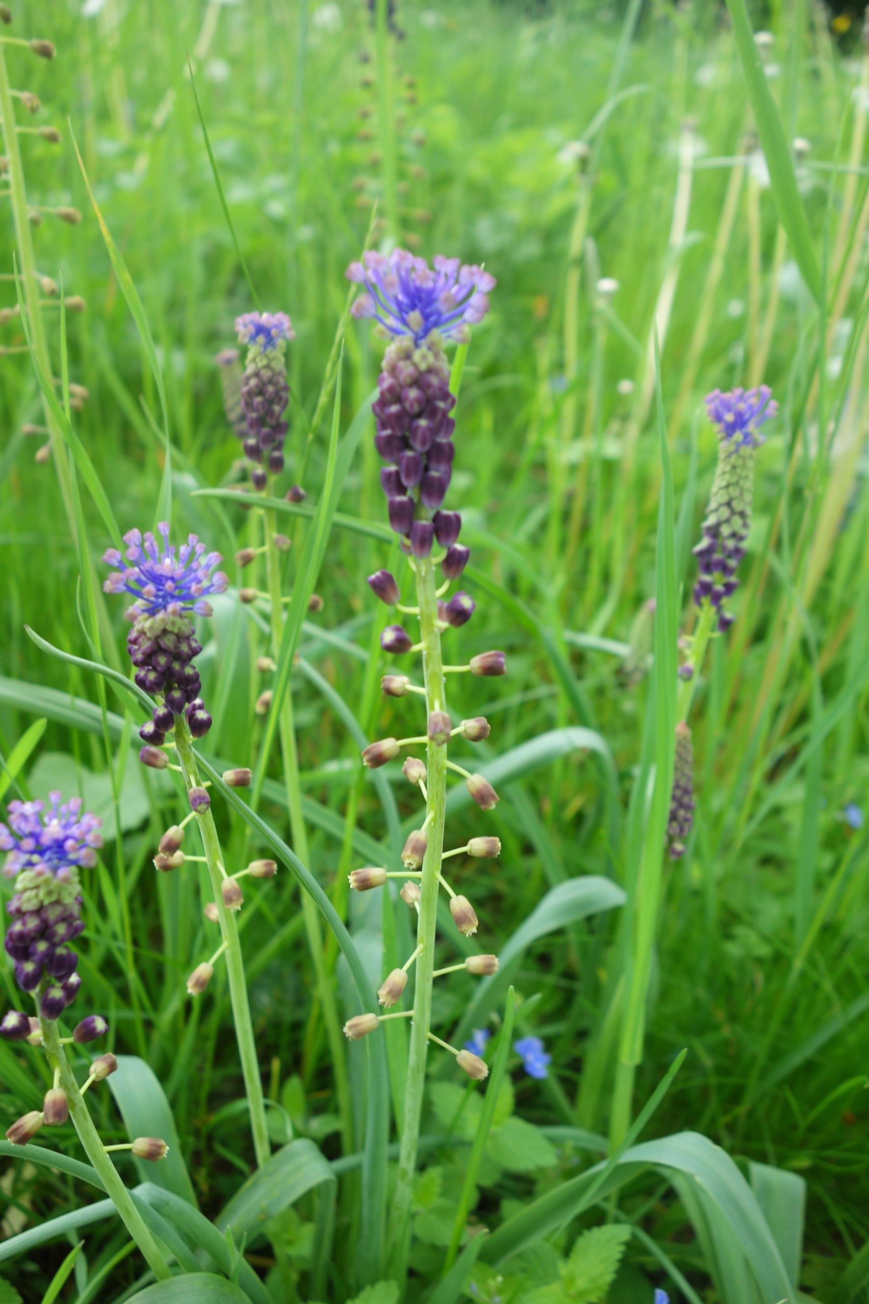 Ma Botanique: Muscari à toupet, Muscari chevelu