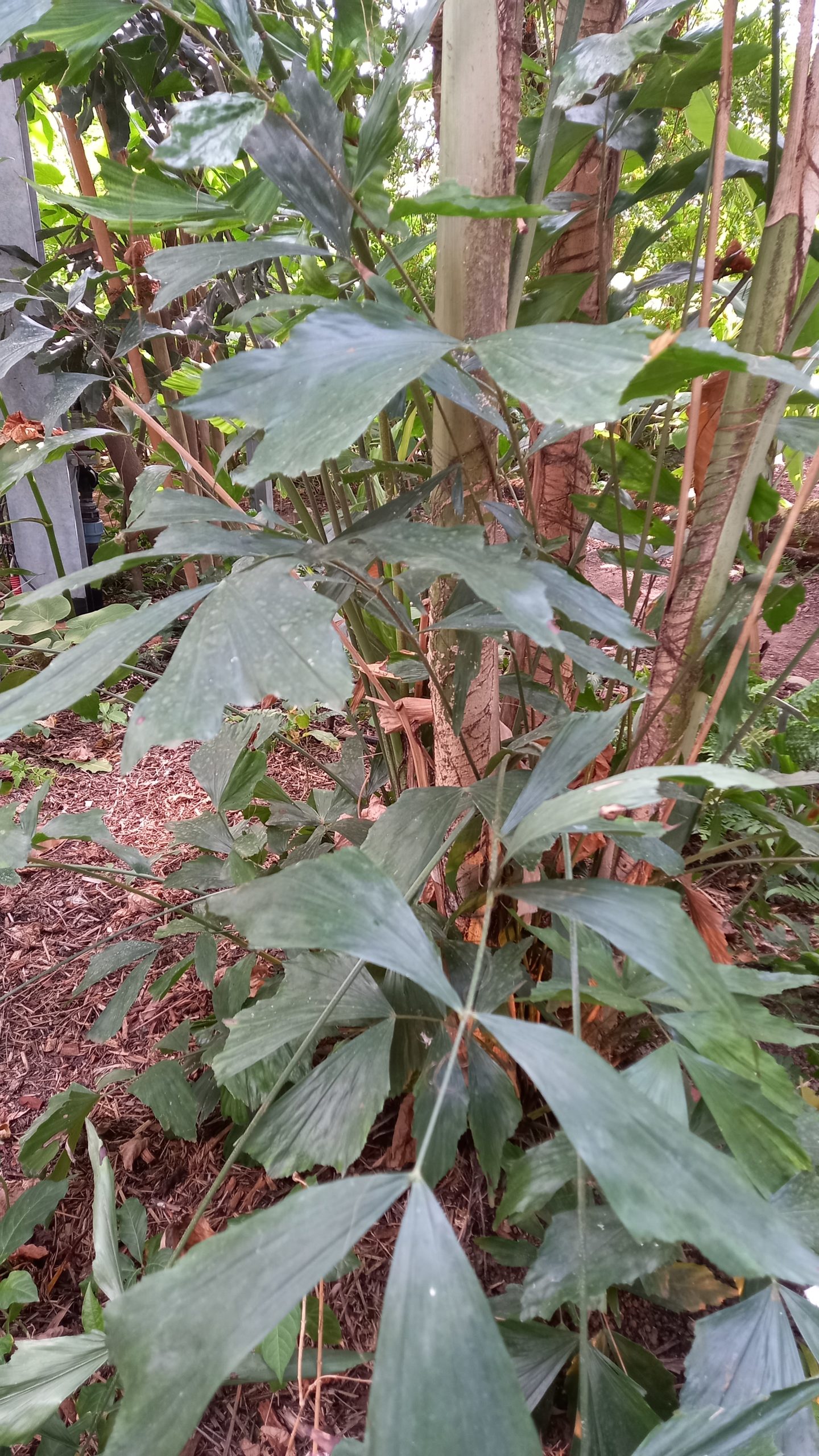 Palmier queue-de-poisson, Palmier brûlant, Caryote brûlant, Palmier ...