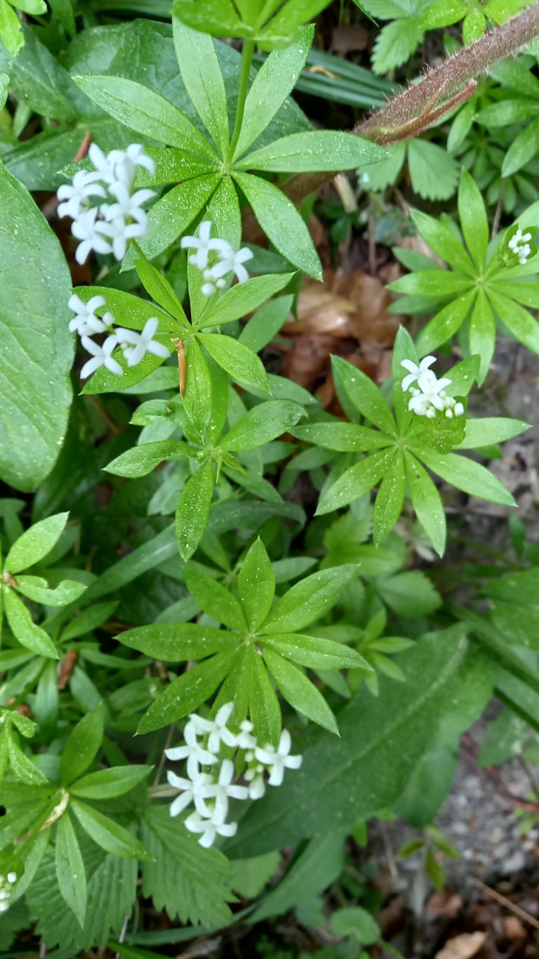 Aspérule odorante, Reine des bois, Belle-étoile, Gaillet odorant, Thé ...
