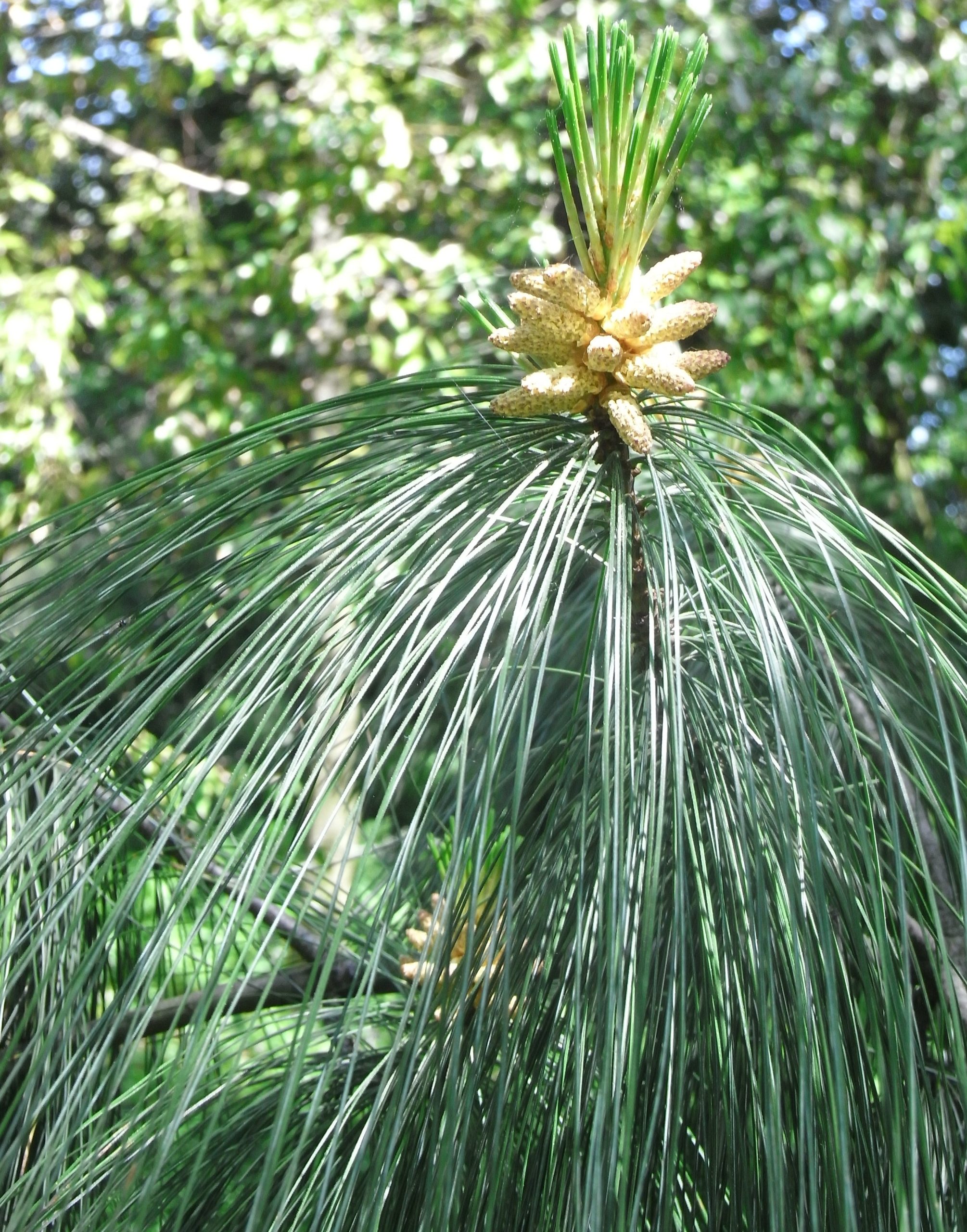 Ma Botanique: Pin pleureur de l’Himalaya, Pin de Wallich, Pin griffithii