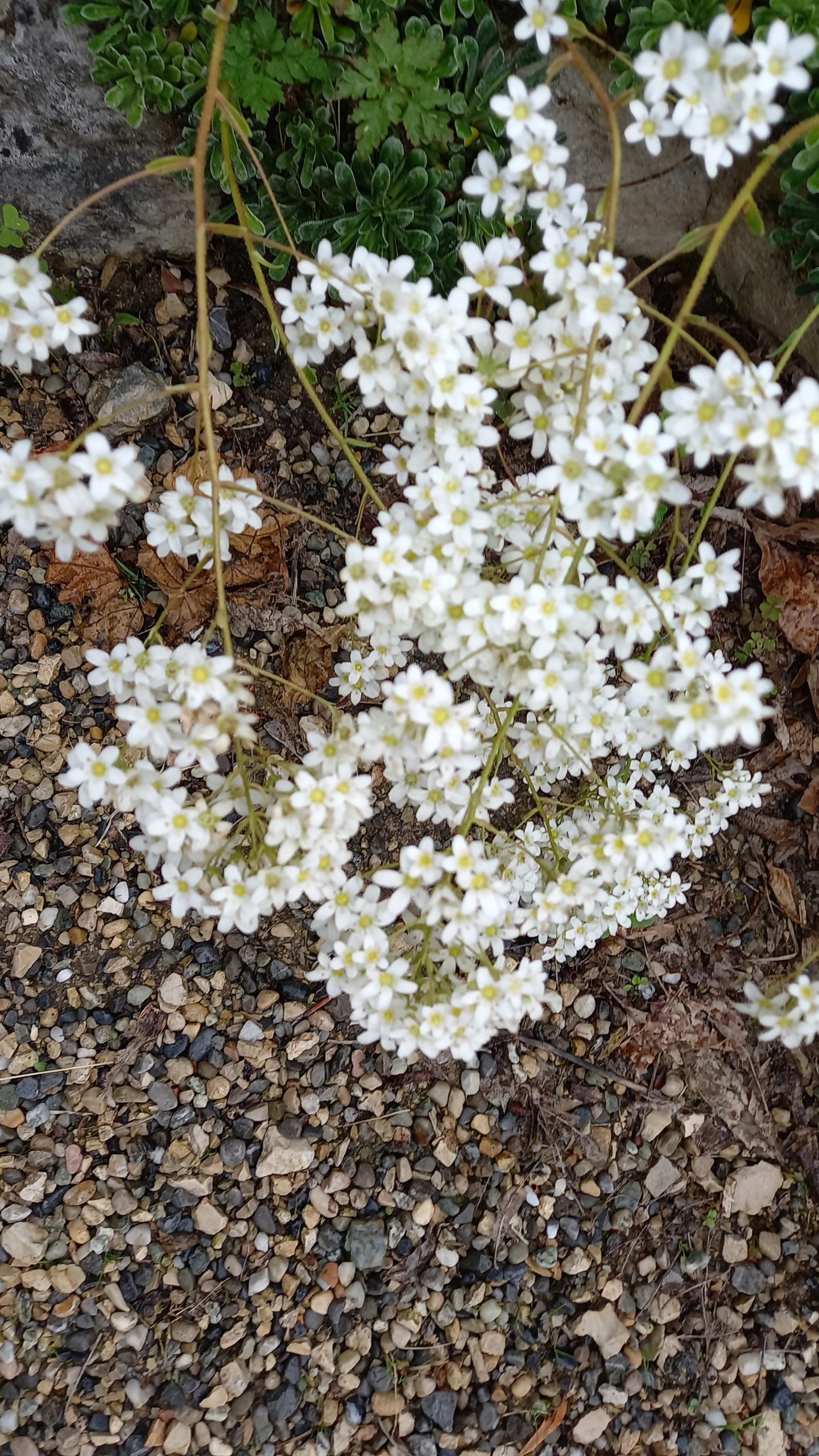 Ma Botanique: Saxifrage cotylédon, Saxifrage pyramidale