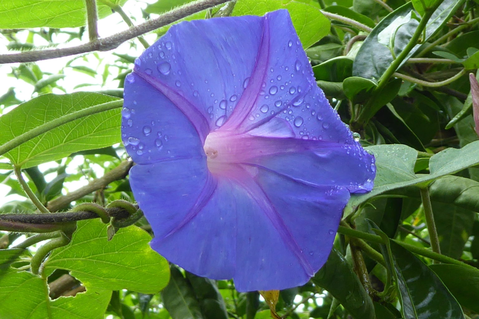 Ipomée des Indes, Liseron bleue, Volubilis bleu, Volubilis des jardins ...