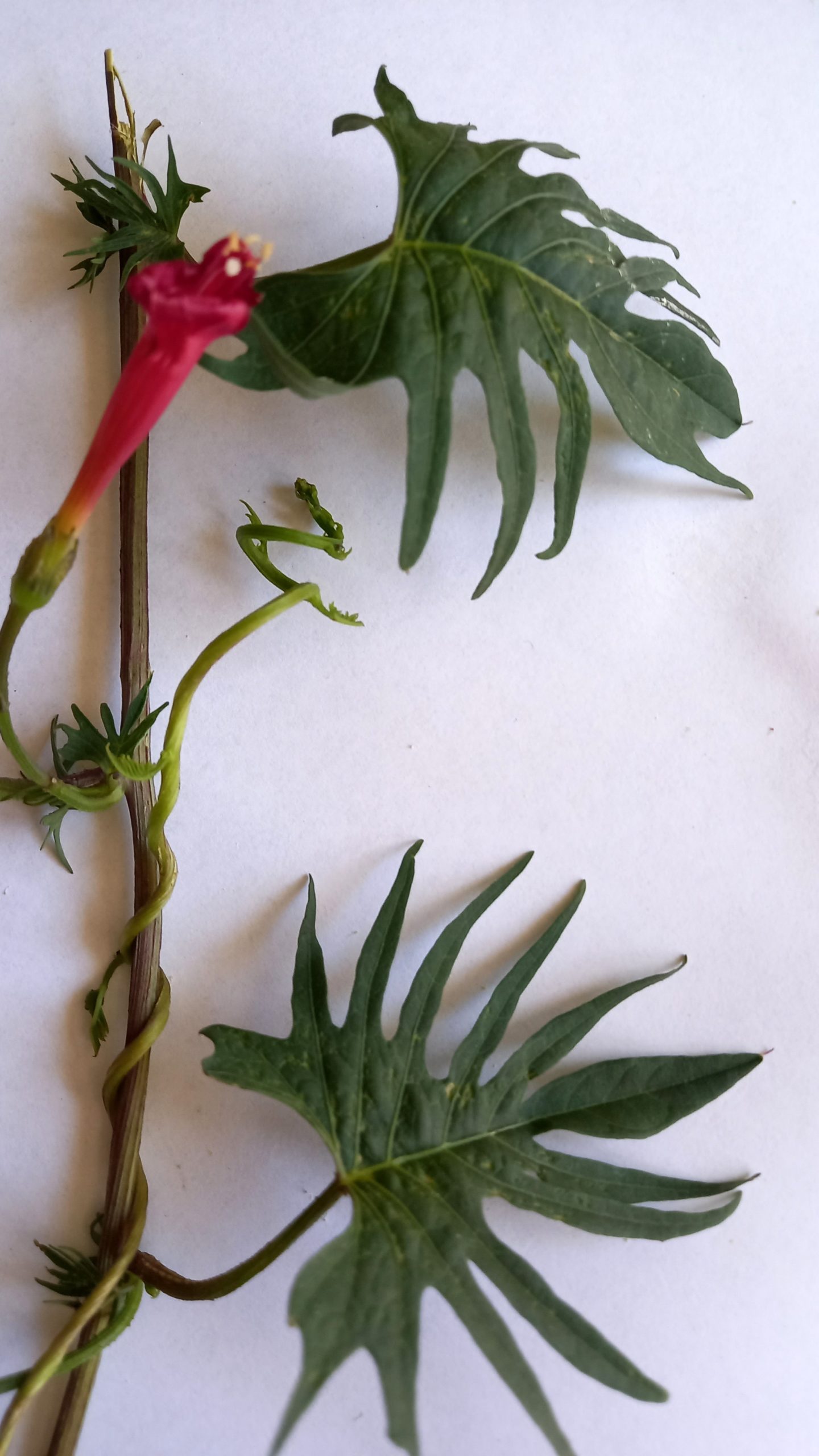 Ma Botanique: Ipomée Cardinal Climber, Ipomée grimpeur cardinal